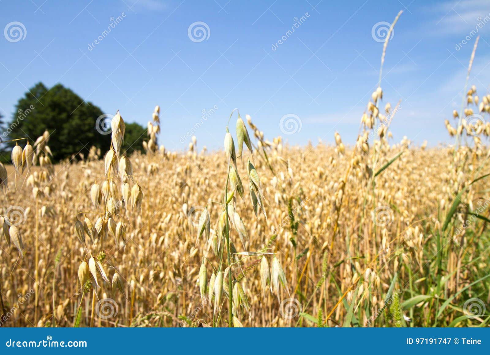 Field of oat stock image. Image of rural, diet, plant - 97191747