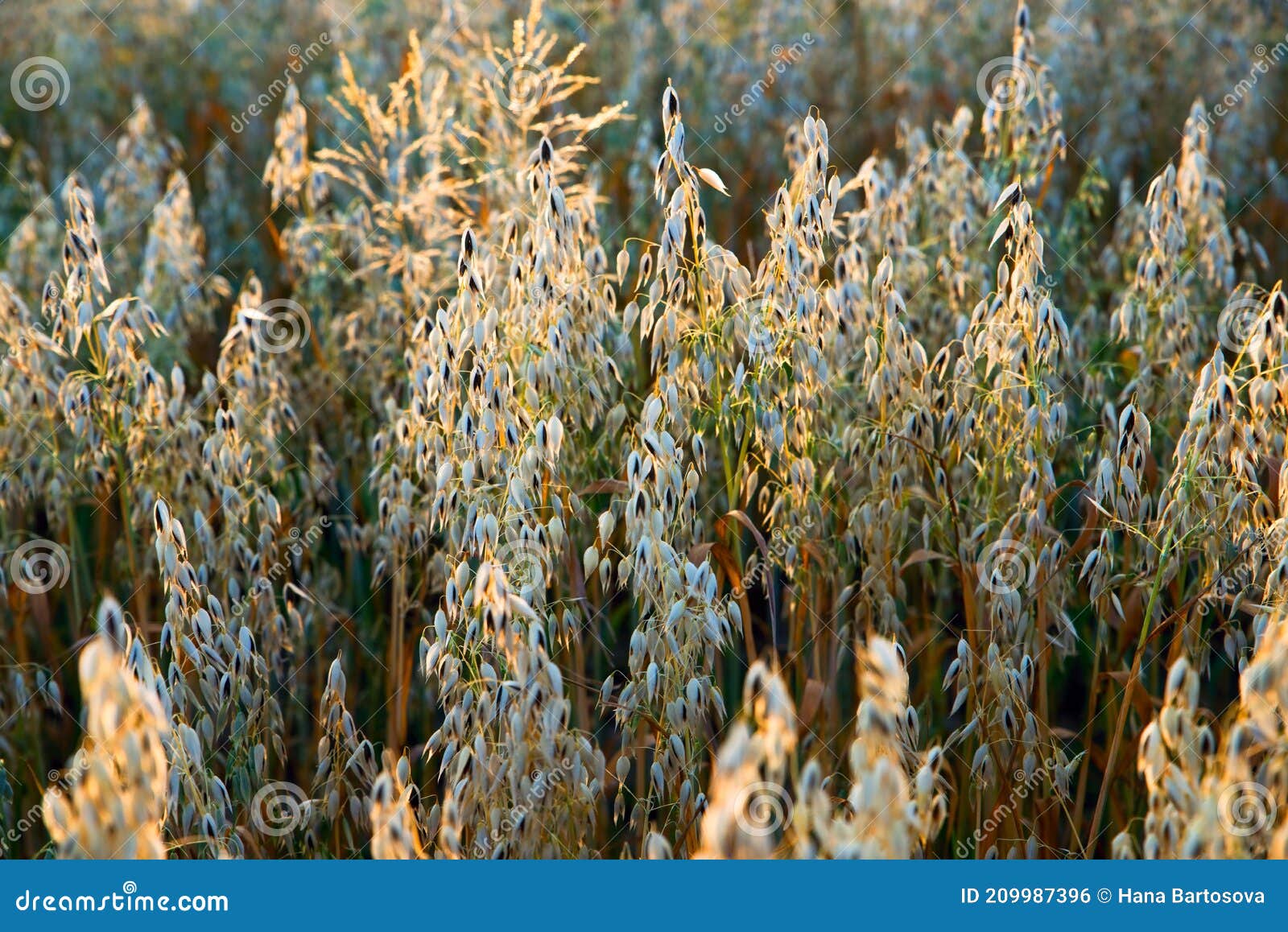 Field of oat in sunset stock photo. Image of corn, field - 209987396