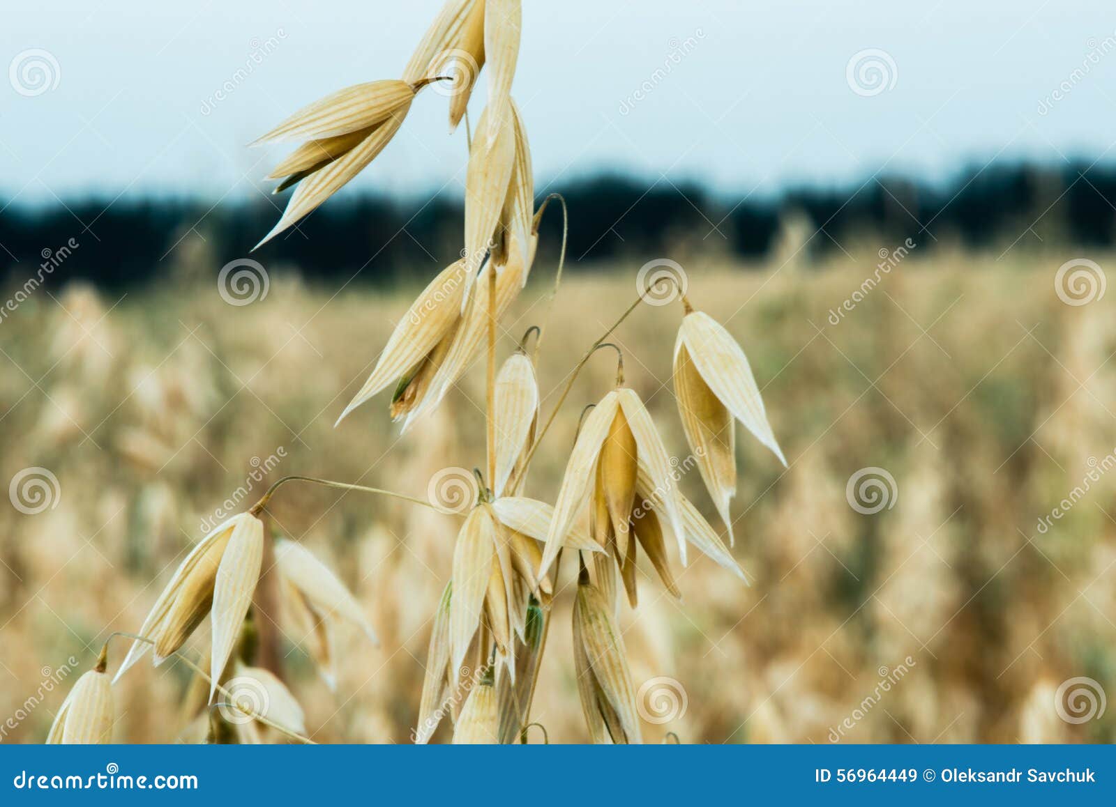 The field of oats stock image. Image of summer, golden - 56964449