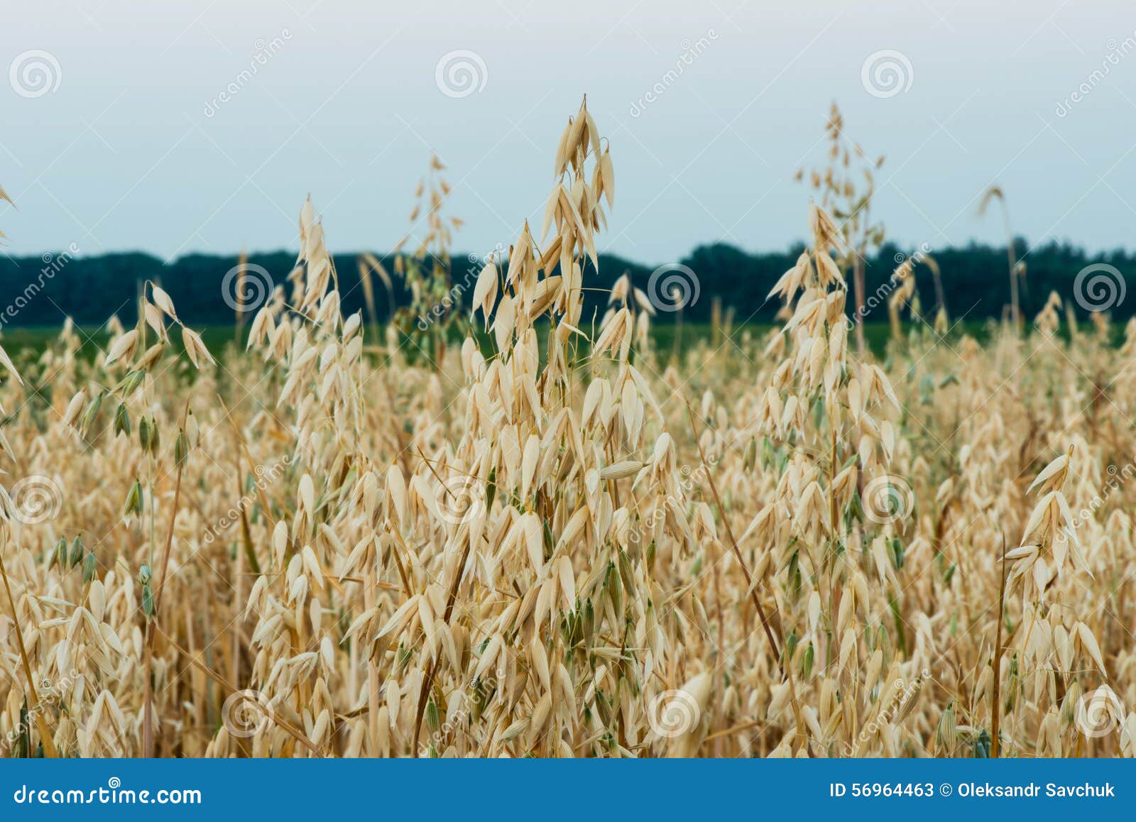 The field of oats stock image. Image of nature, agriculture - 56964463