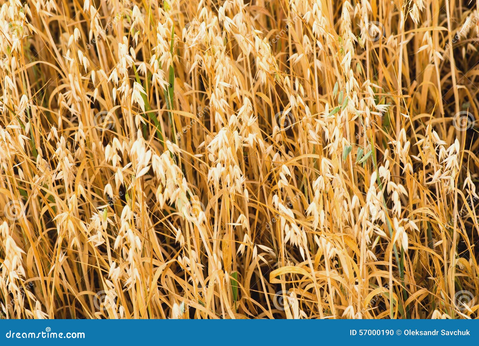 The field of oats stock photo. Image of branches, beautiful - 57000190