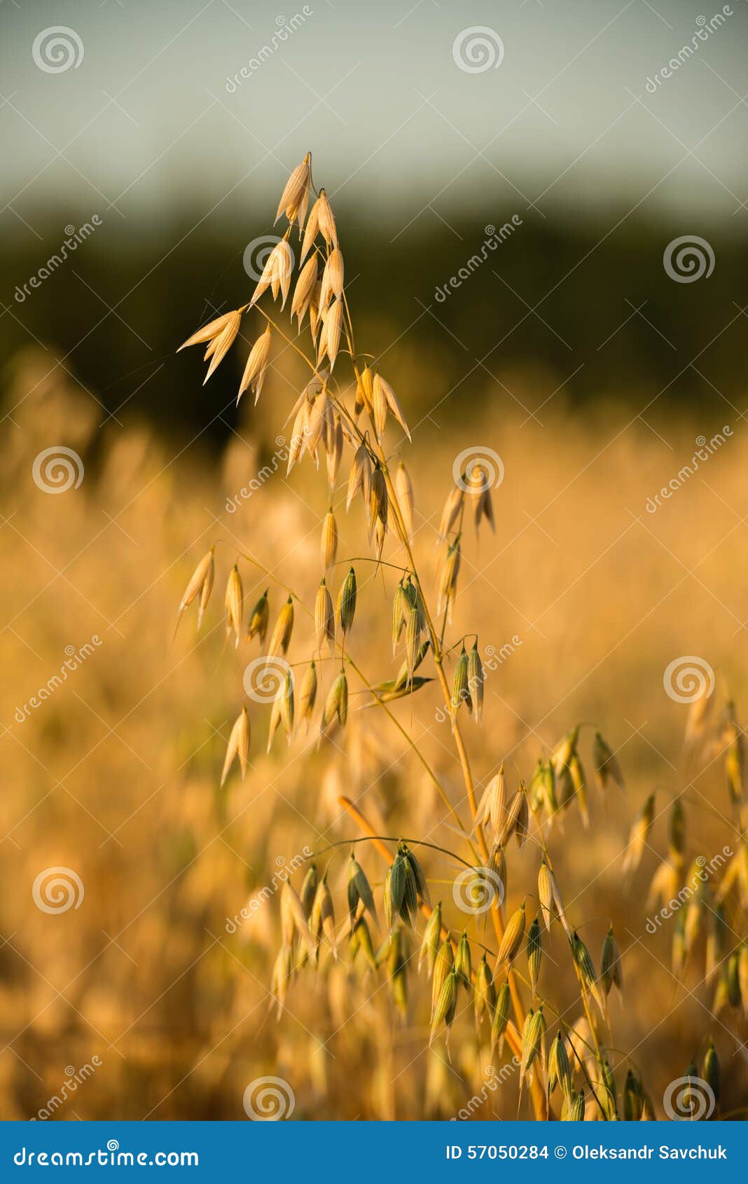 The field of oats stock photo. Image of healthy, food - 57050284