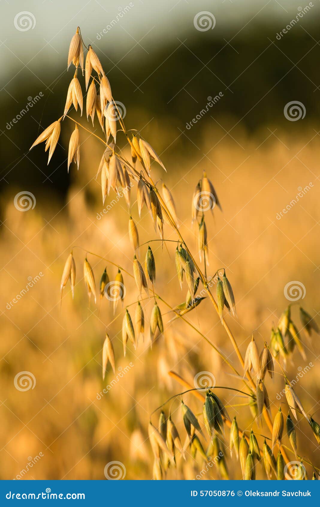 The field of oats stock photo. Image of farm, oats, stem - 57050876