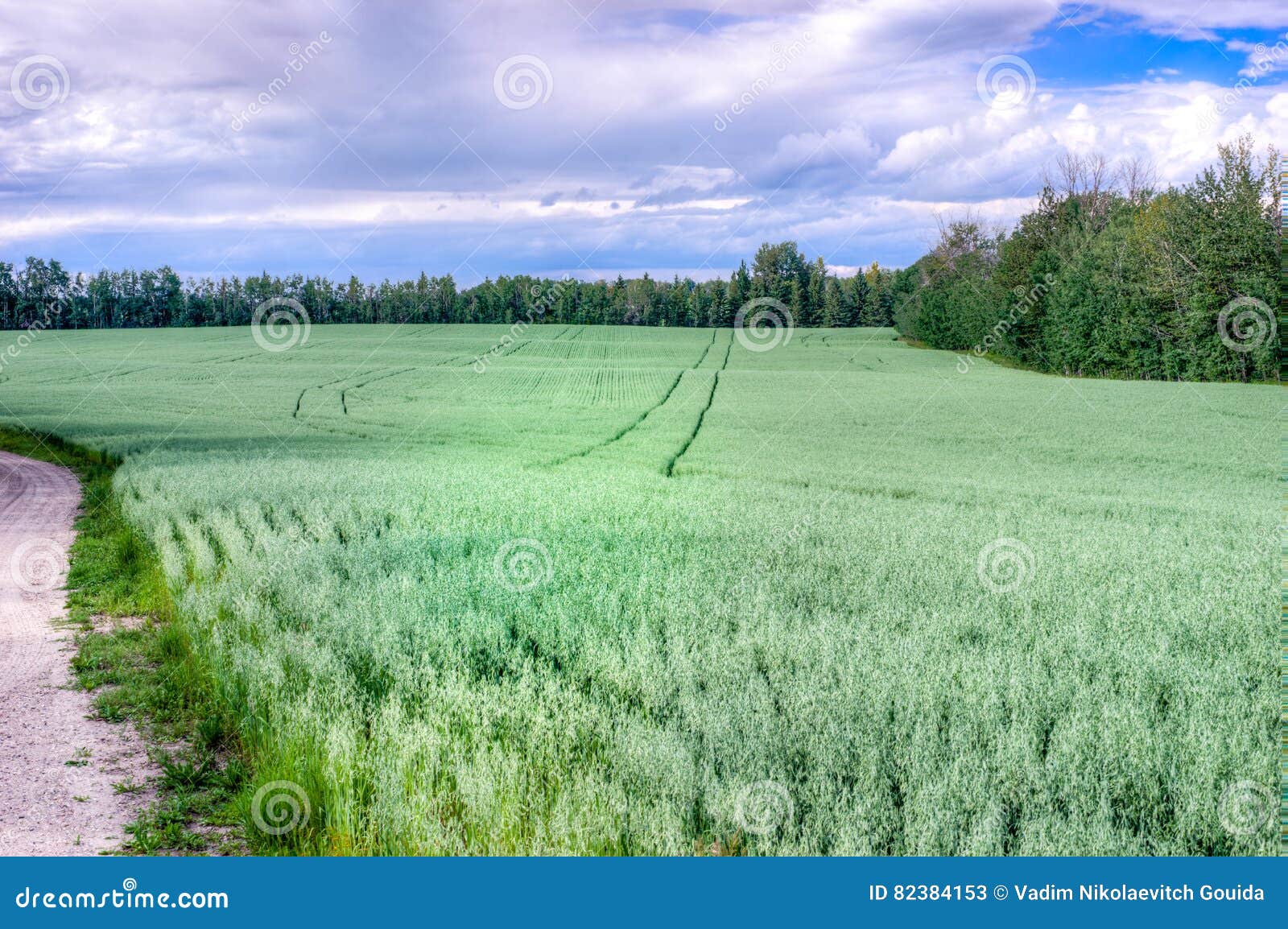 Field of oats stock image. Image of farming, road, summer - 82384153