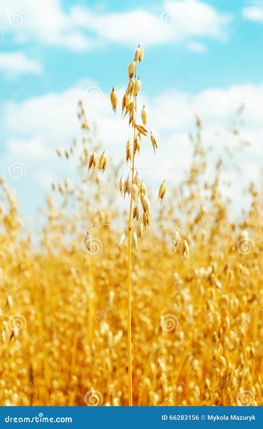 Field with Oats Golden Color Stock Photo - Image of farm, golden: 66283156
