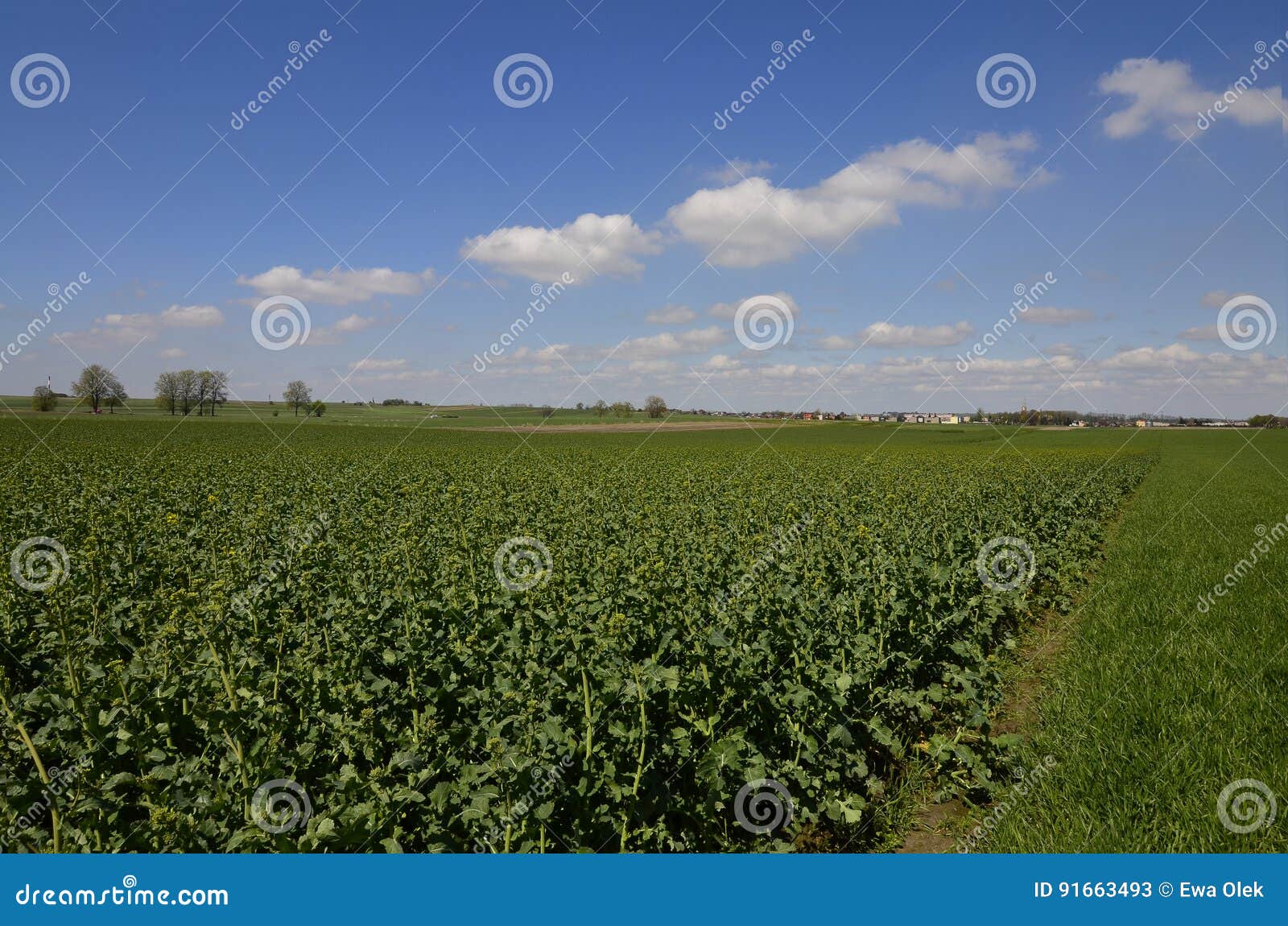 Field of oilseed stock image. Image of leave, oilseed - 91663493