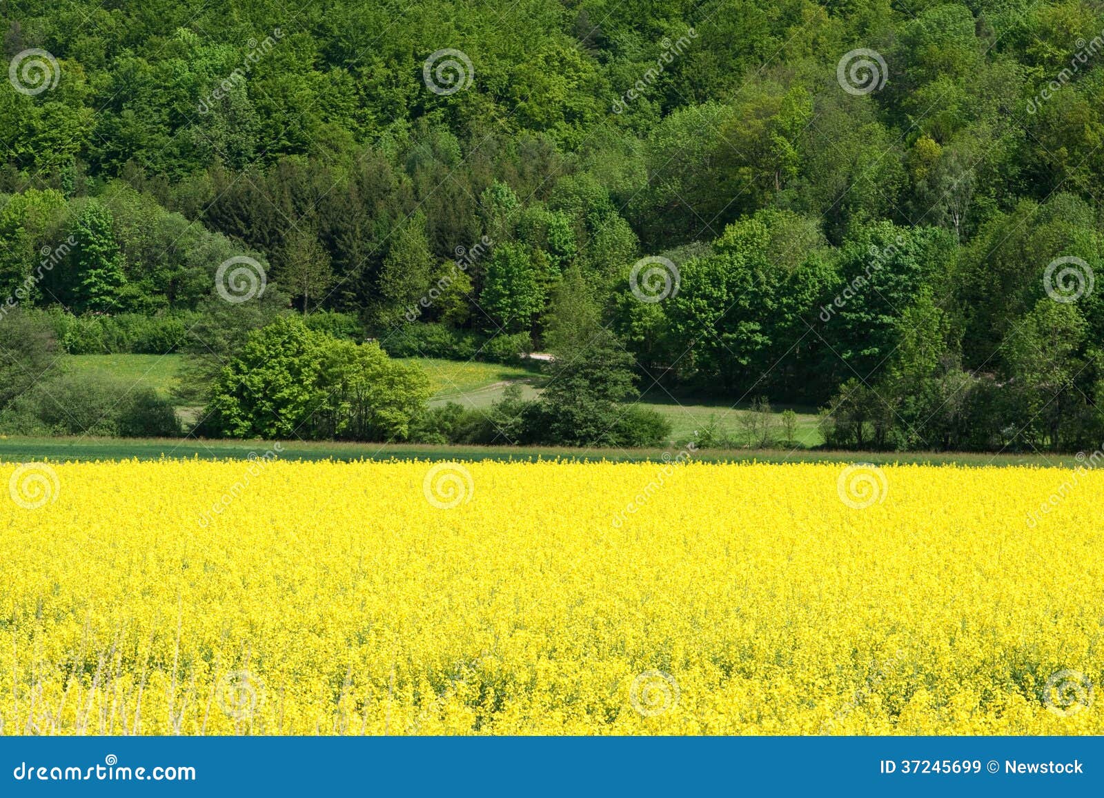 Field of Oilseed Canola with Tree Line in Distance Stock Image - Image ...