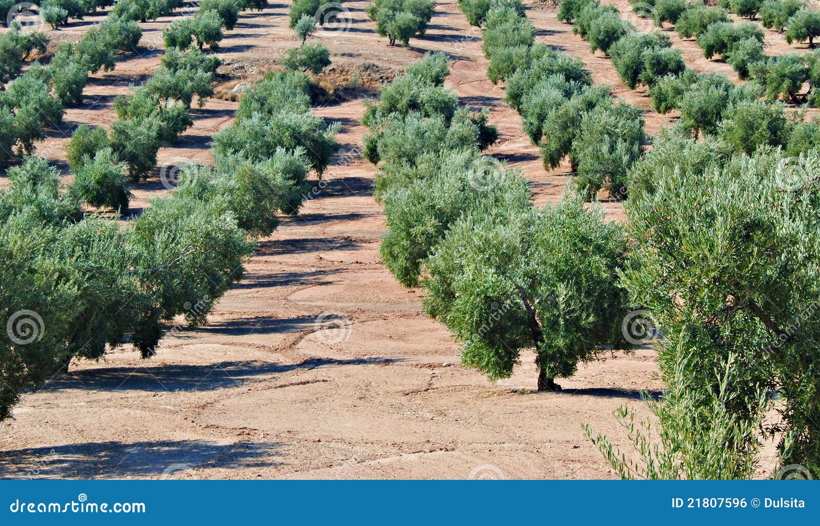 Field of olive stock photo. Image of planting, olive - 21807596