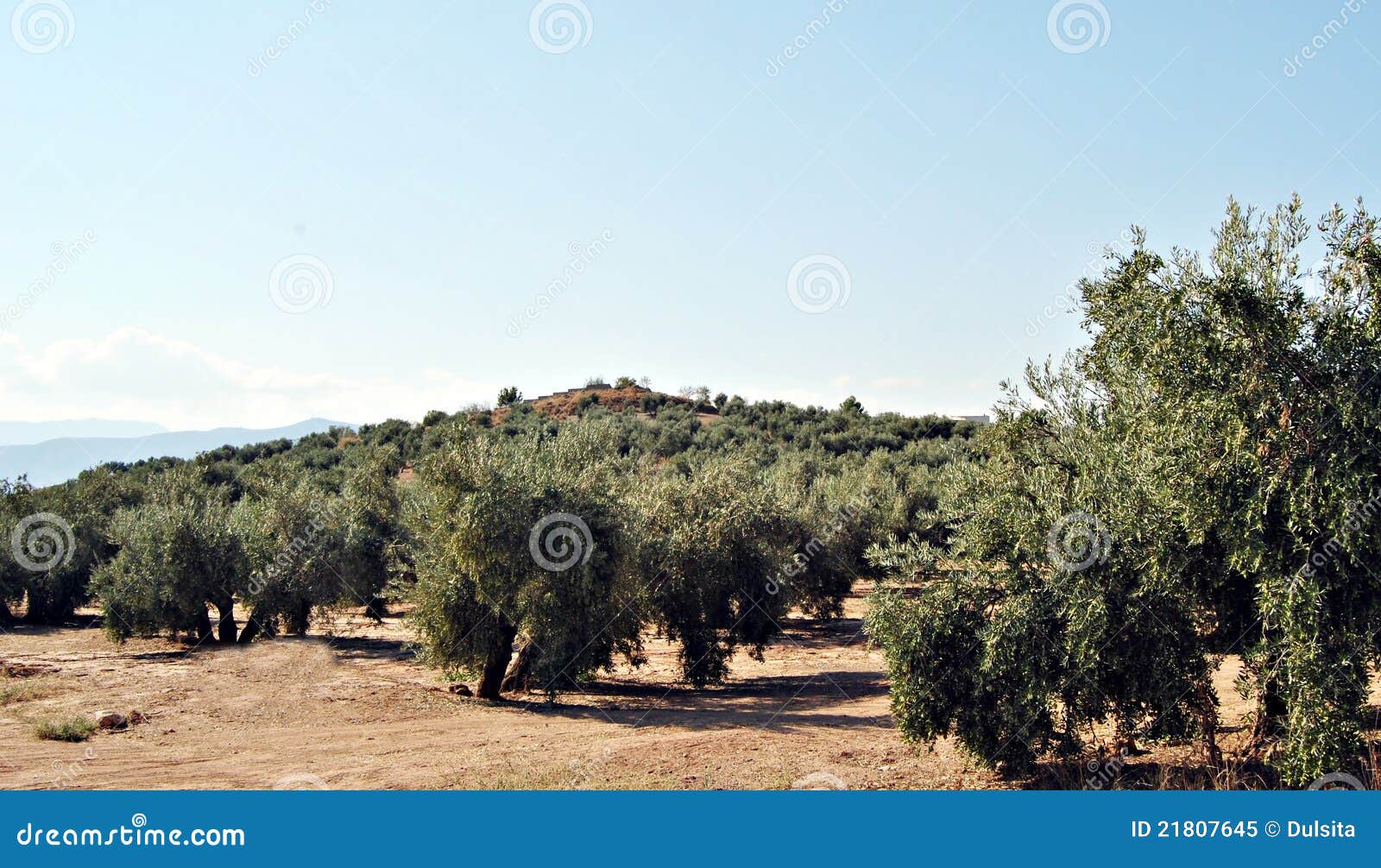 Field of olive stock image. Image of leaves, environment - 21807645
