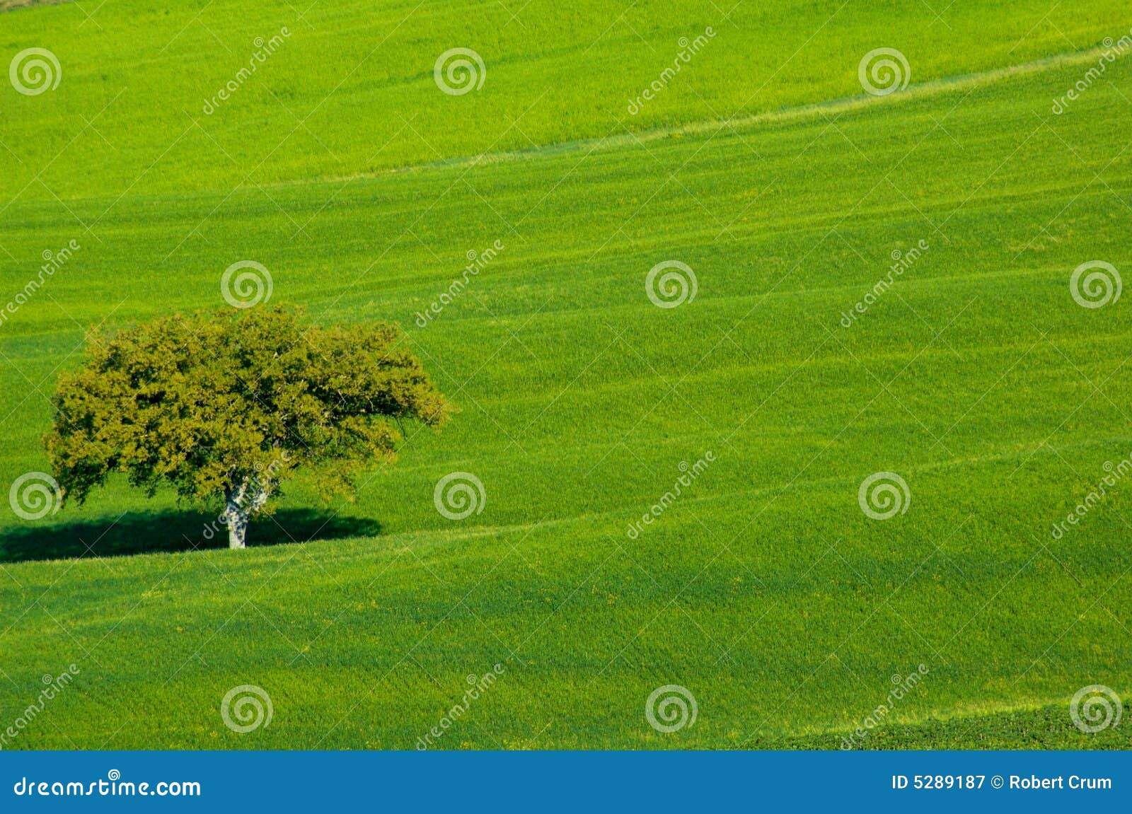 Field with olive tree stock image. Image of serenity, landscape - 5289187