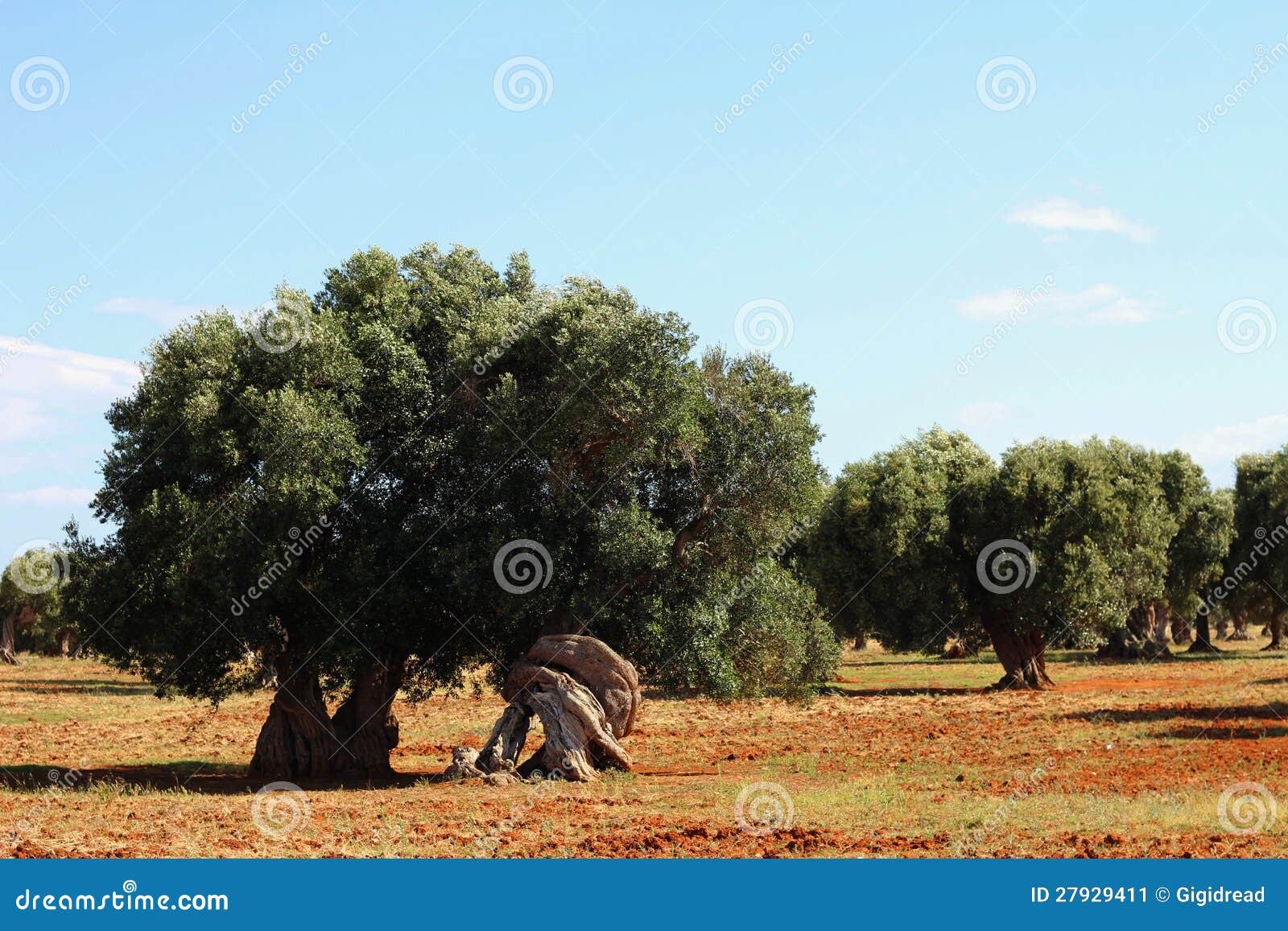 Field of olive trees stock image. Image of diet, nature - 27929411