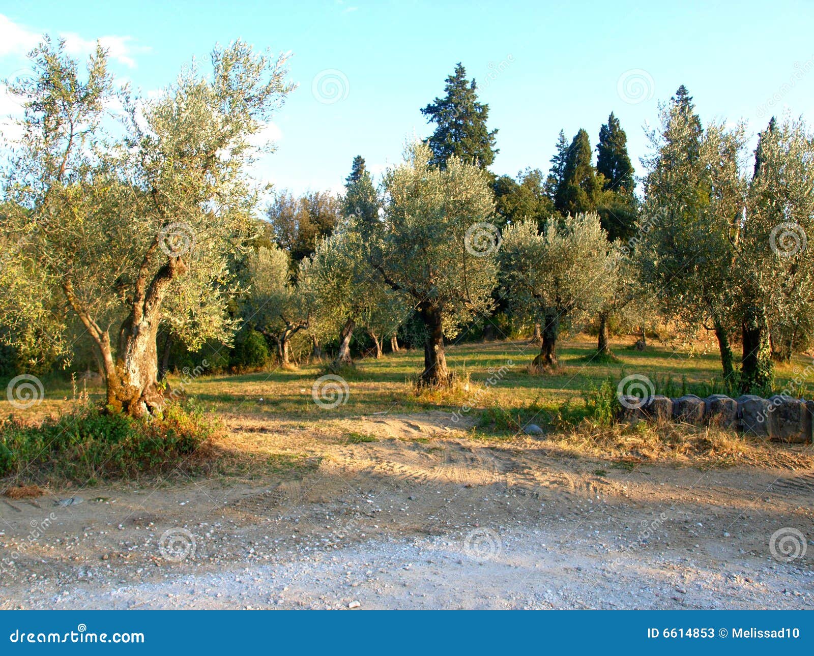 Field of olive trees stock image. Image of grass, lawns - 6614853