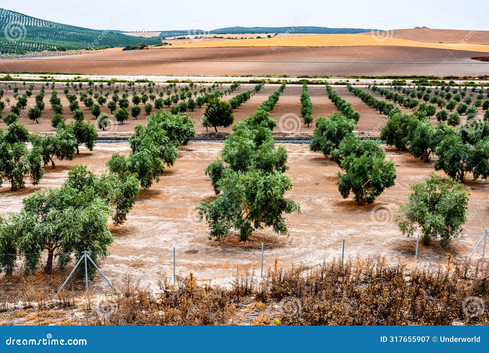 A Field of Olive Trees with a Fence in the Background Stock Image ...