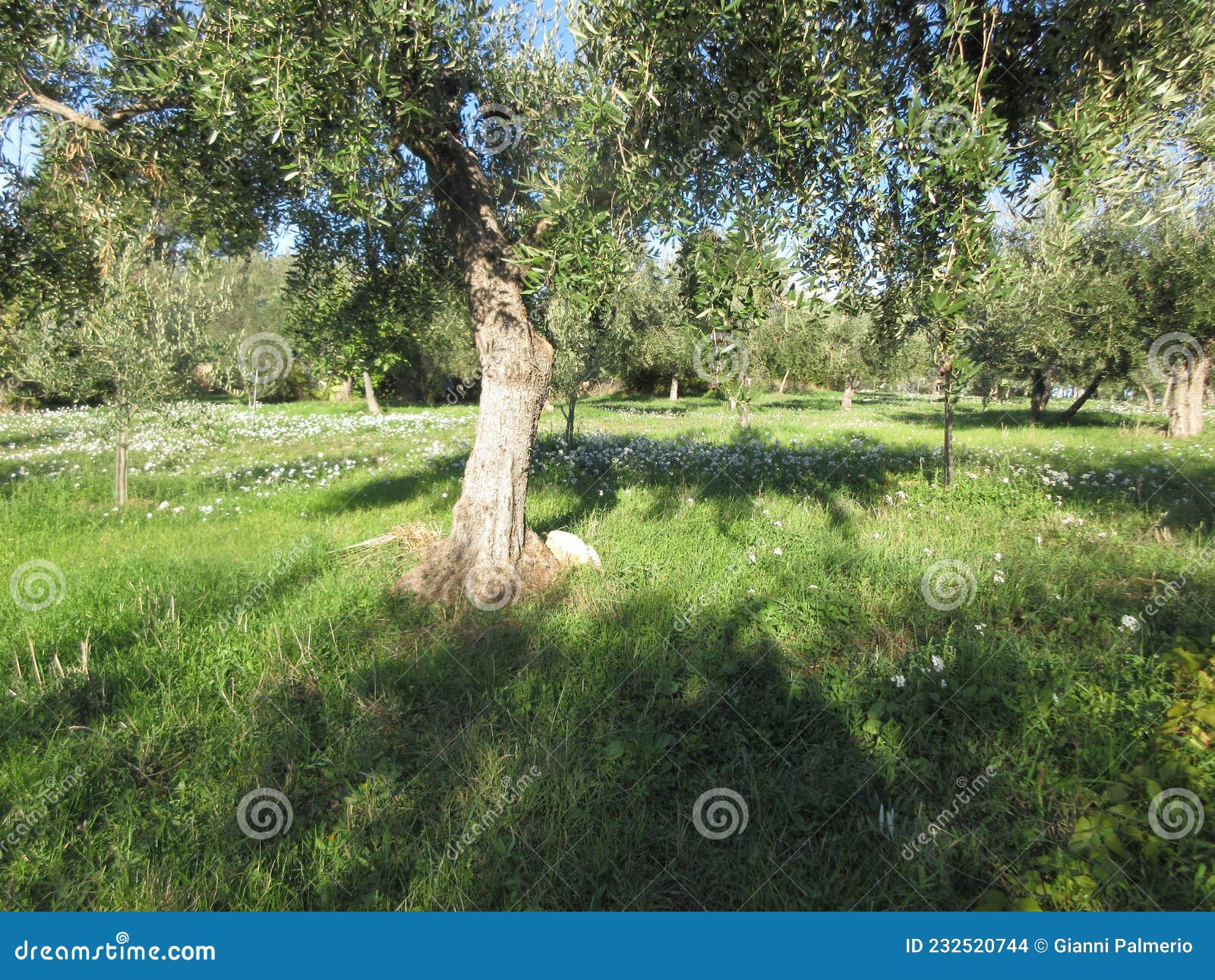 Photograph of a Field of Olive Trees in the Countryside before ...