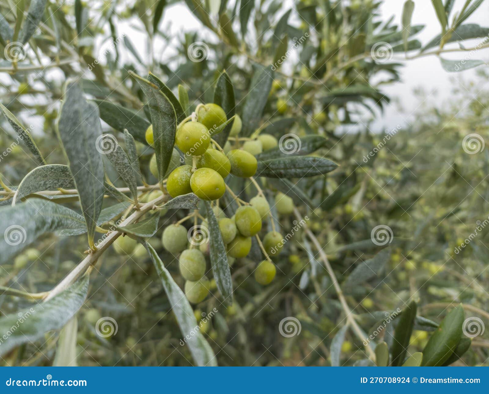 A Field of Olive Trees in Provence Stock Photo - Image of organic ...
