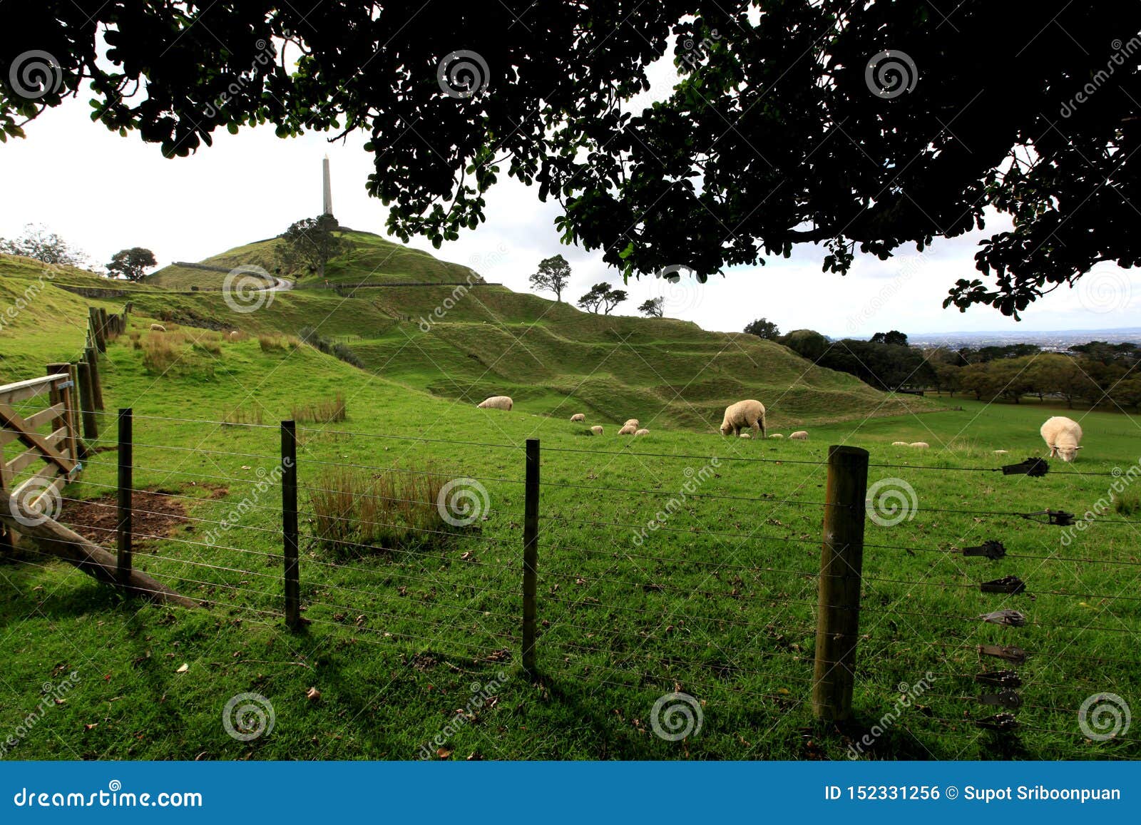 Field of One Tree Hill stock photo. Image of color, small - 152331256
