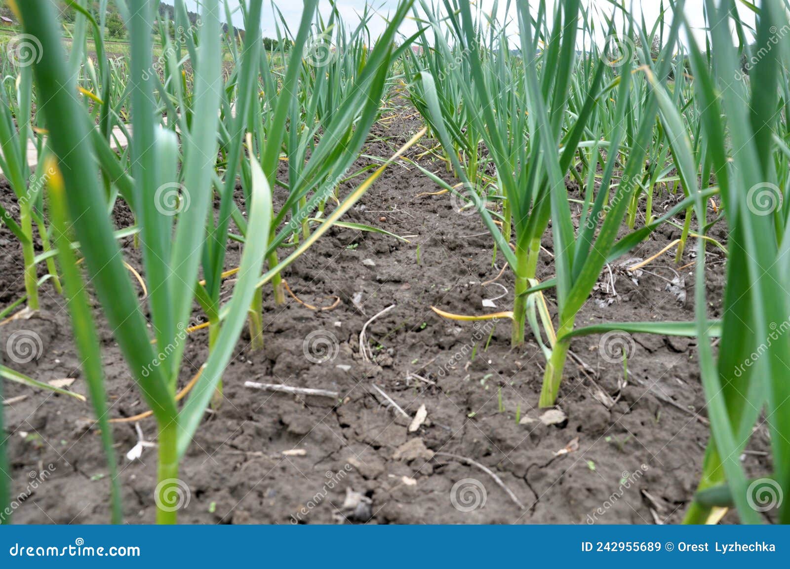 Garlic Grows in the Open Ground Stock Image - Image of green, land ...