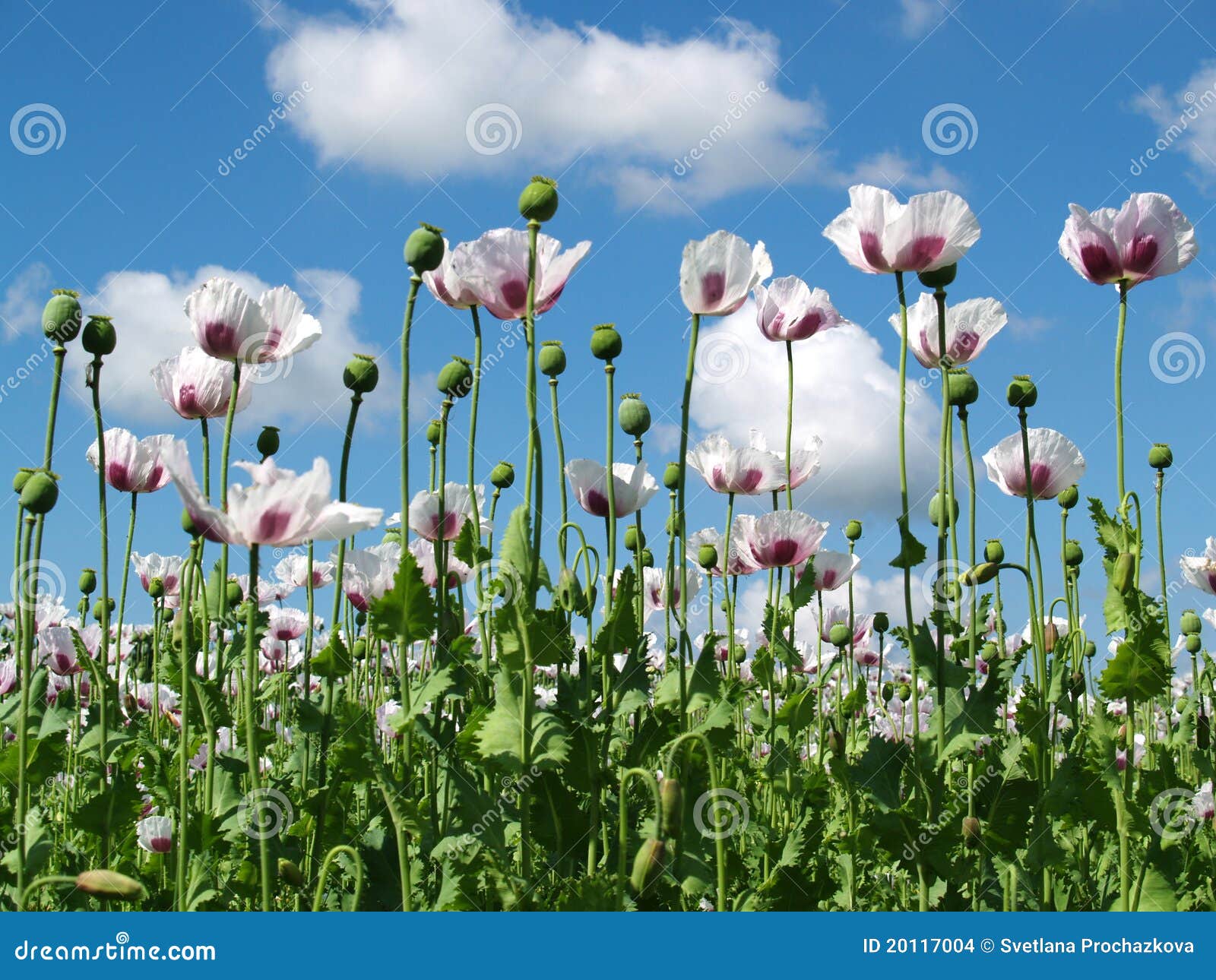 Opium Poppy Head Production In Afghanistan. Afghan Opium Poppy ...