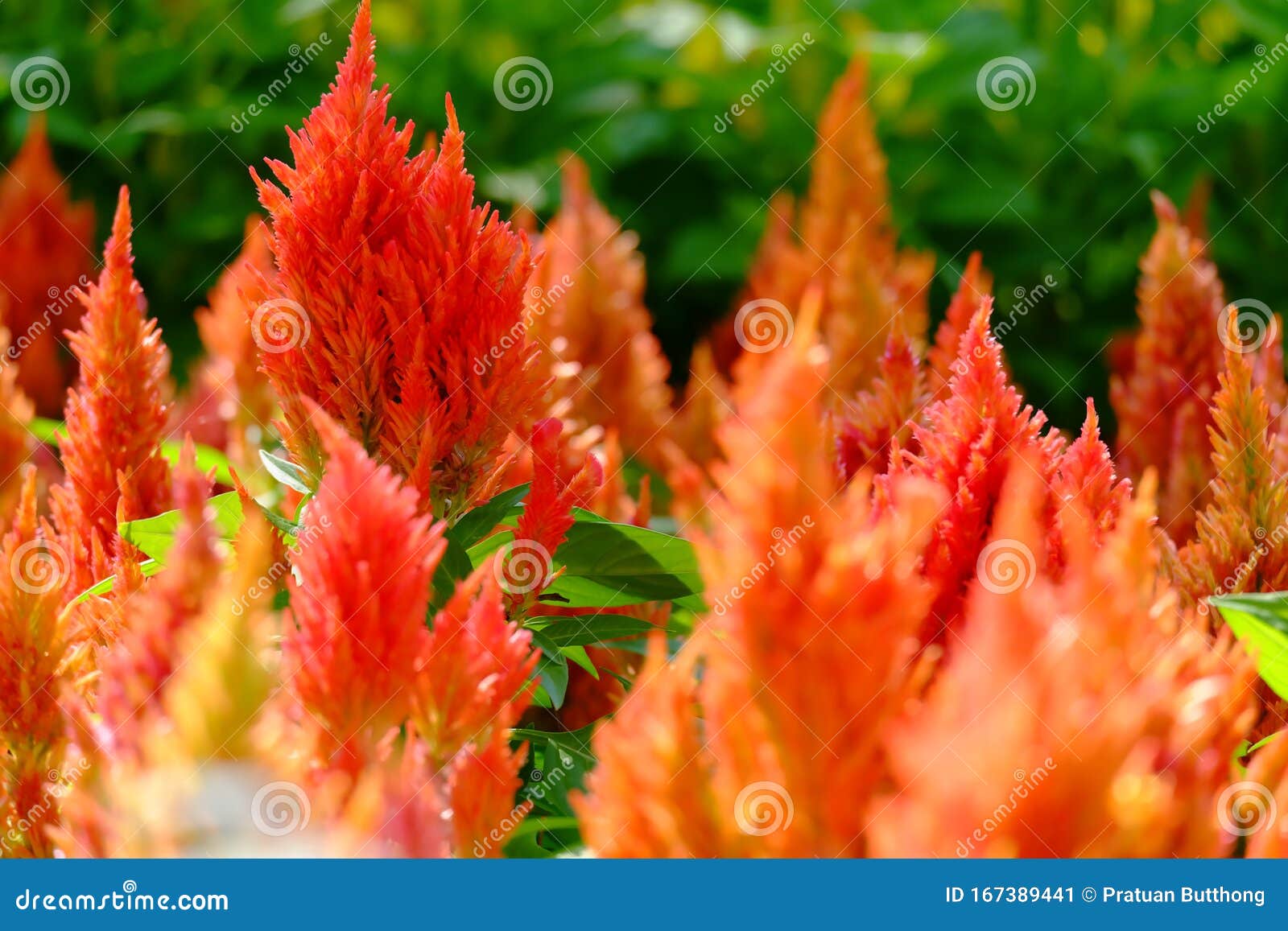 Field of Orange Cockscomb or Crested Celosia in the Park Stock Image ...