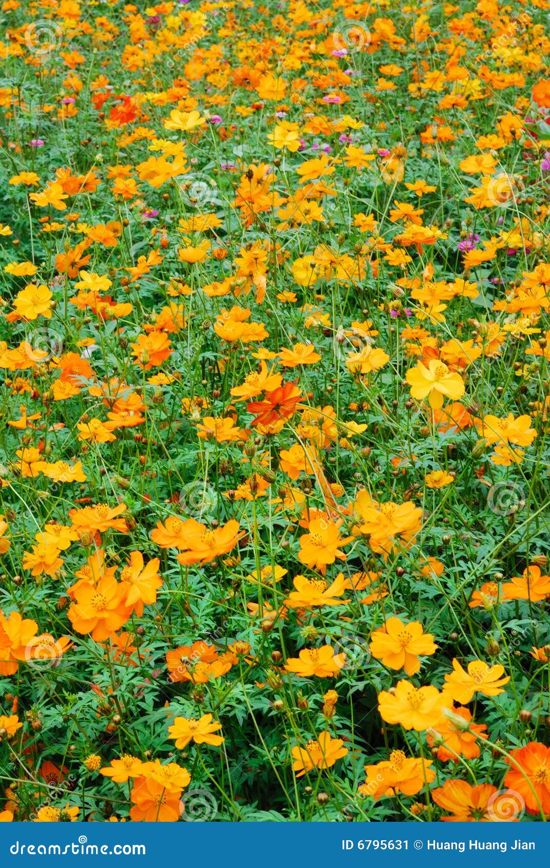 Field of orange flowers stock image. Image of blooming - 6795631