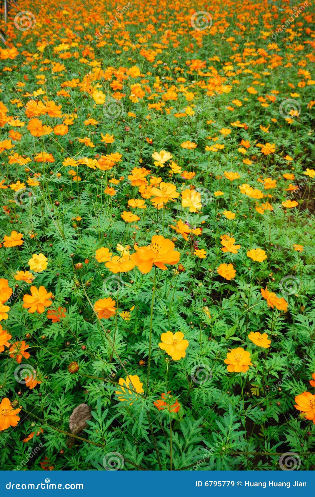 Field of orange flowers stock image. Image of blooms, blooming - 6795779