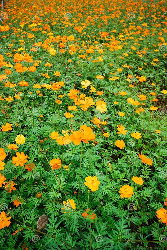 Field of orange flowers stock image. Image of blooms, blooming - 6795779