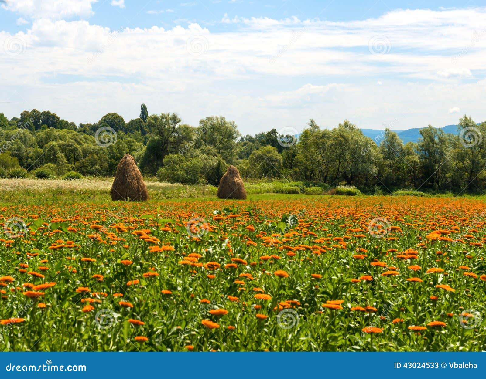 Field of orange flowers stock image. Image of bright - 43024533