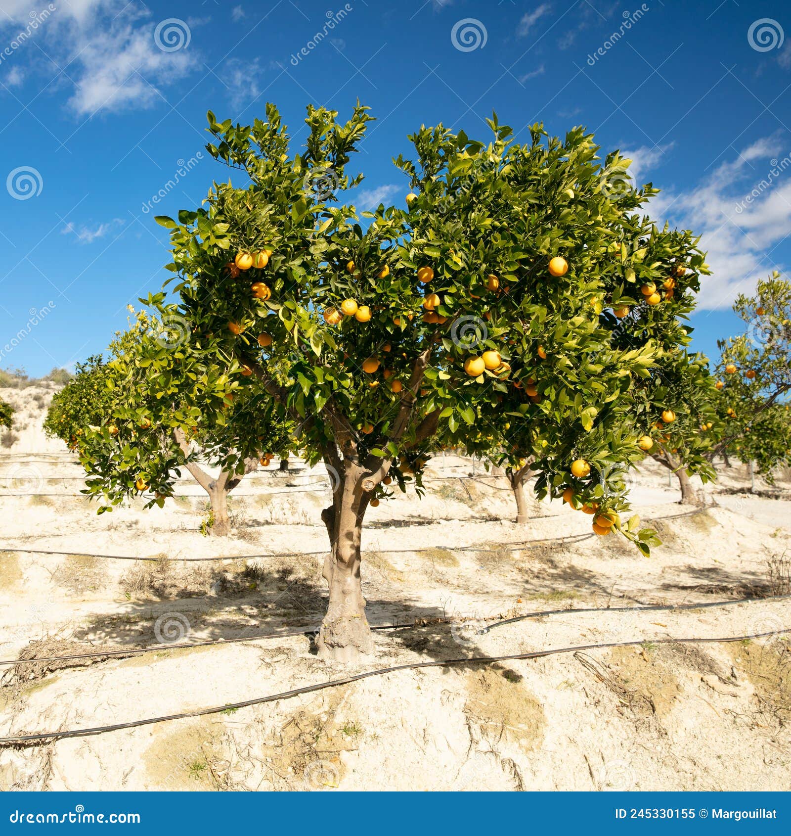 Field of orange tree stock image. Image of spain, organic - 245330155