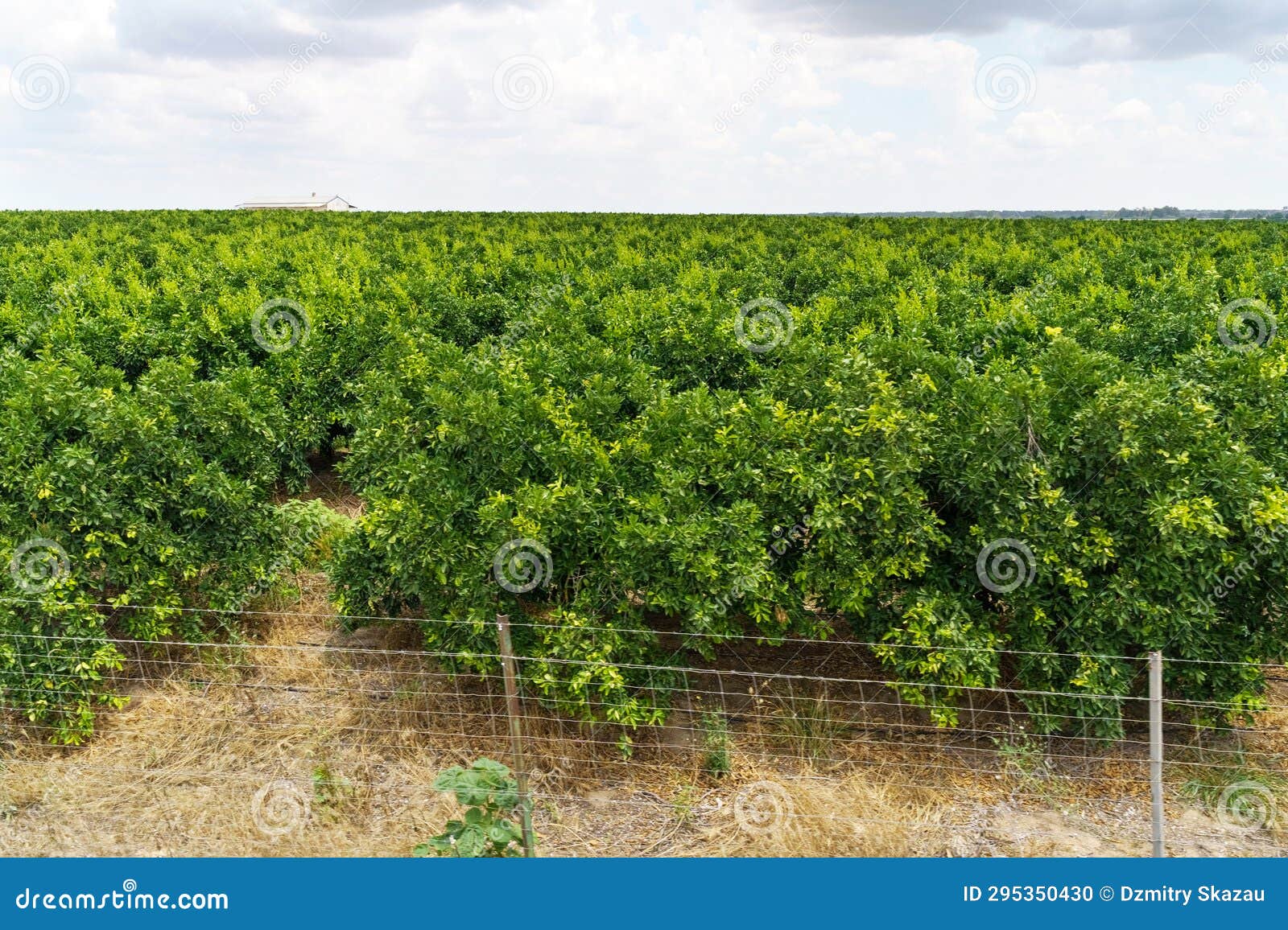 Field with Orange Trees, Orange Orchard. Stock Photo - Image of ground ...
