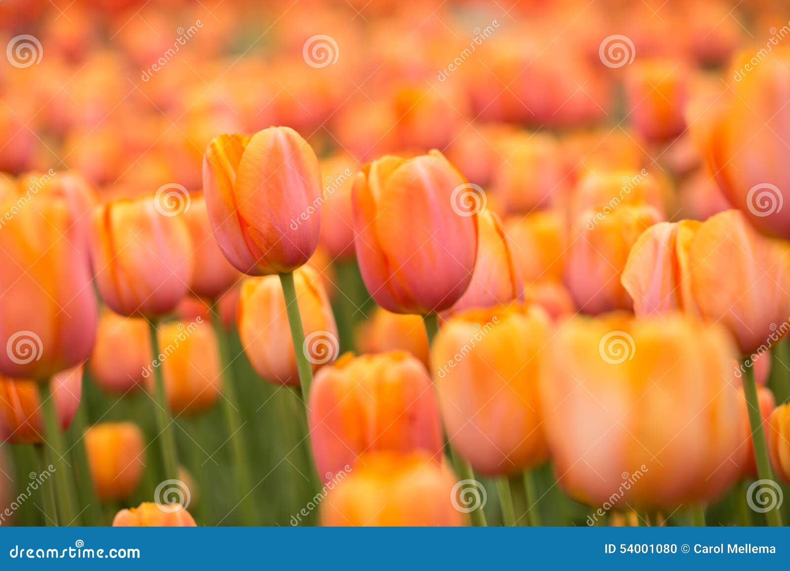 A Field of Orange Tulips in Spring in Michigan Stock Photo - Image of ...