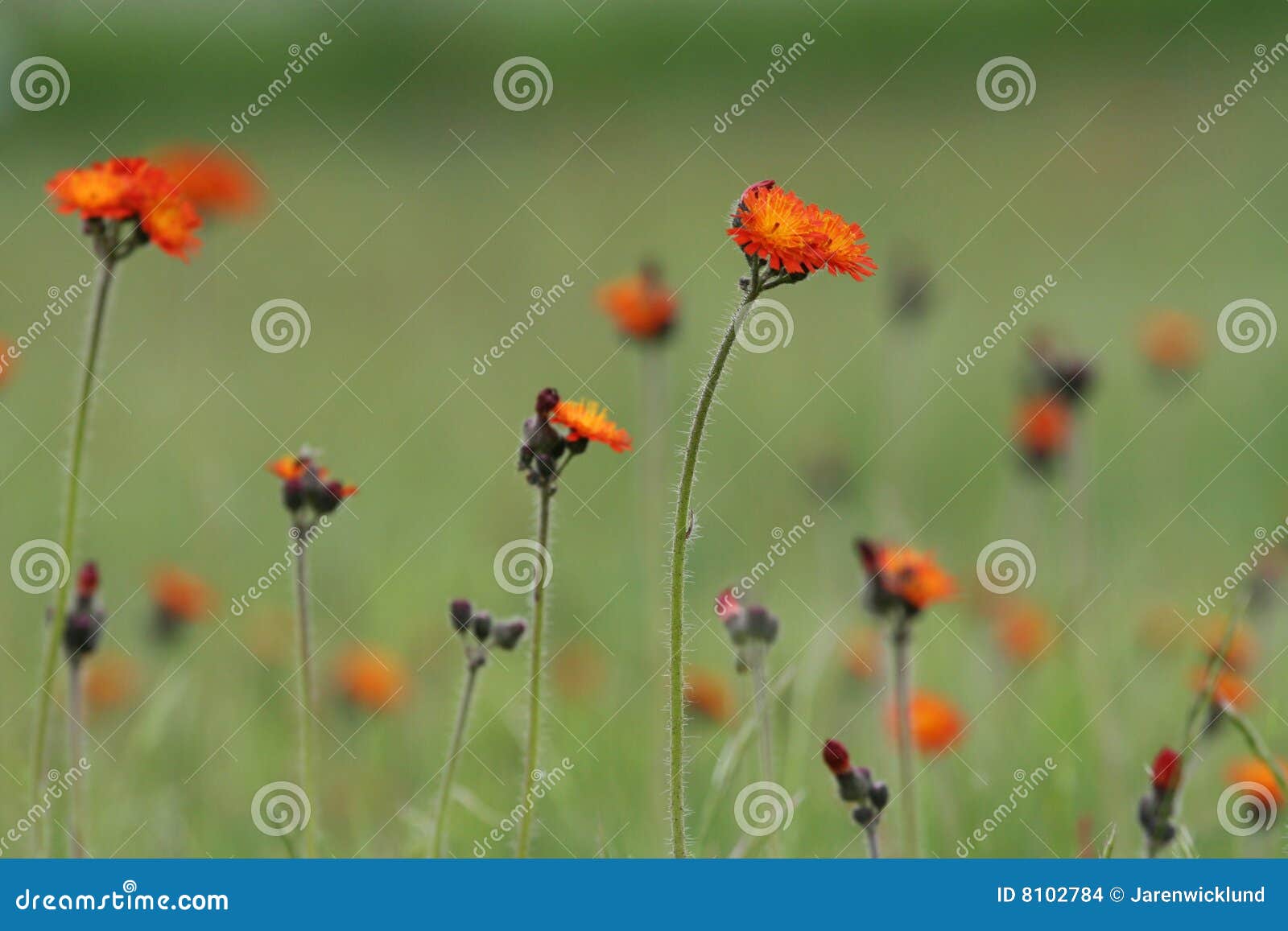 Field of Orange Wildflowers Stock Photo - Image of stems, field: 8102784