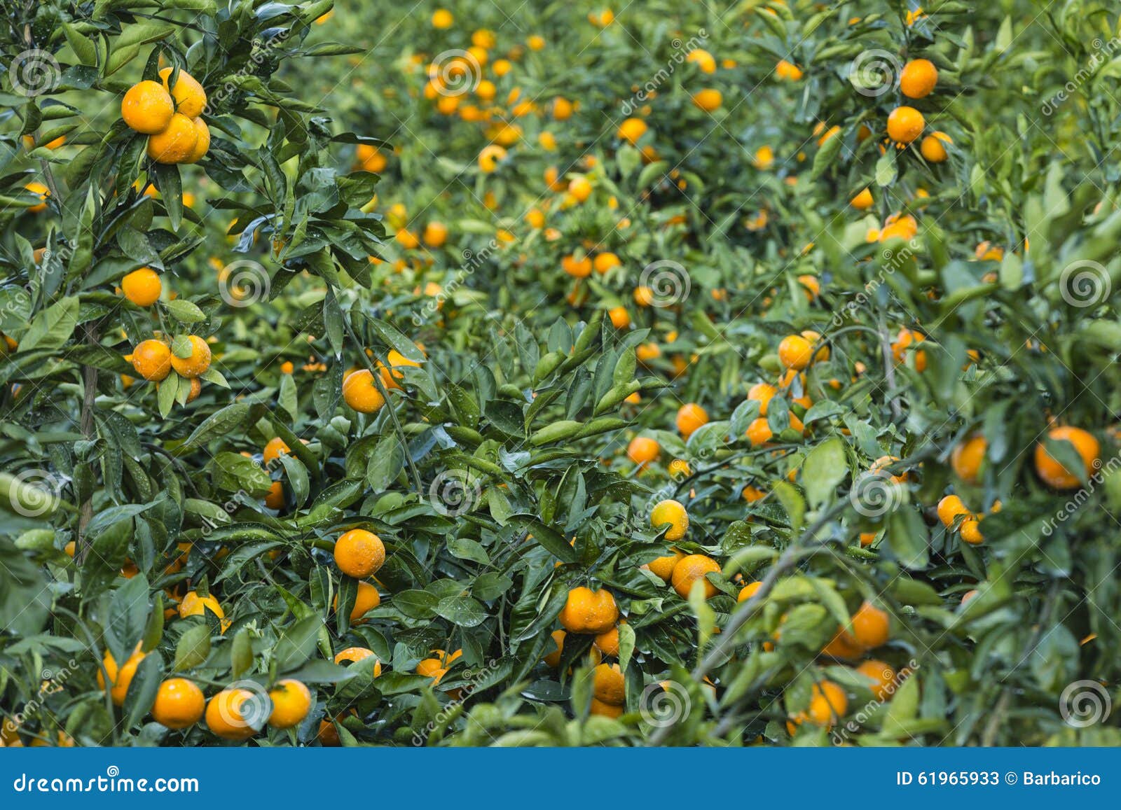 Field of oranges stock image. Image of resort, asia, jeju - 61965933
