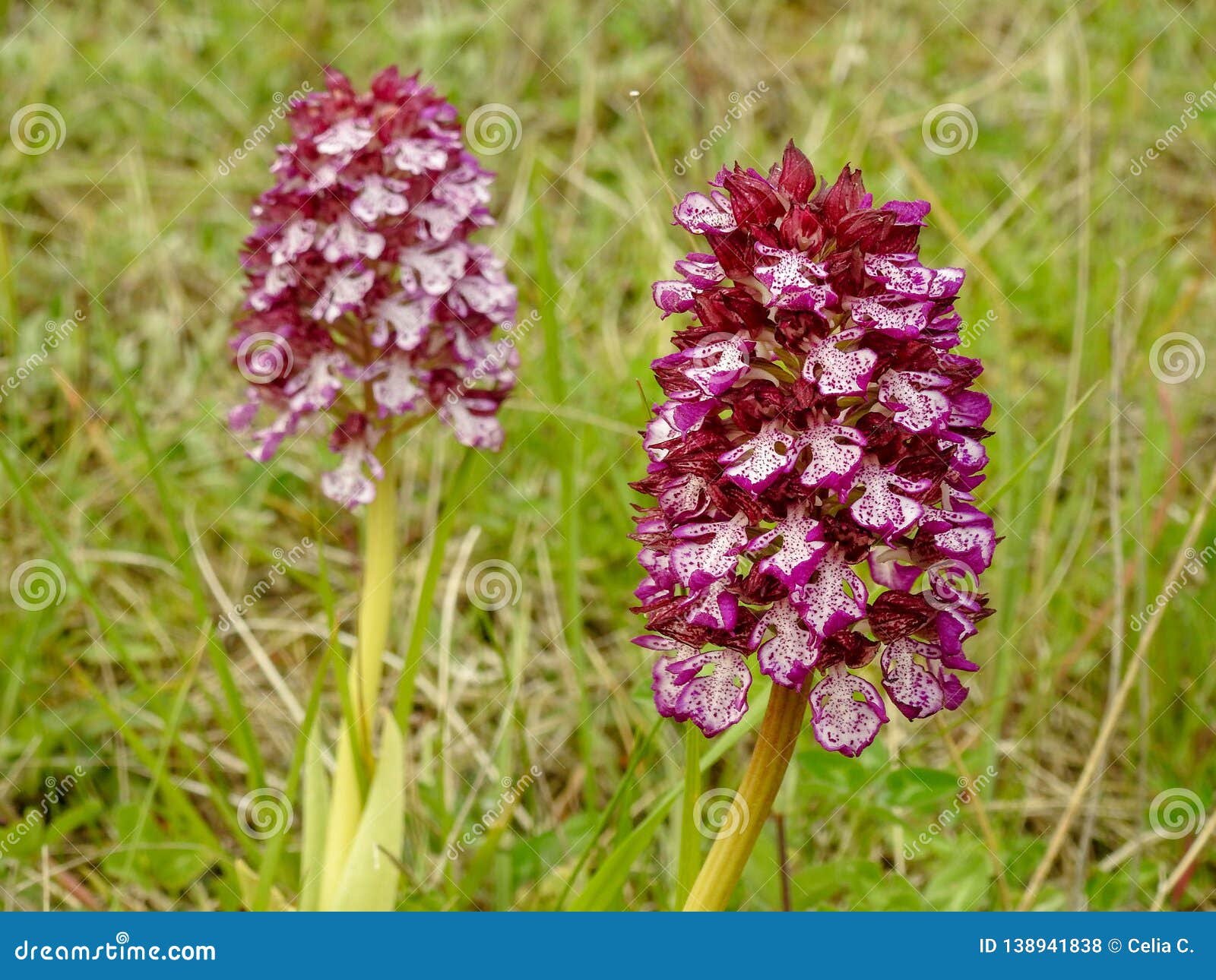 Field of orchids stock photo. Image of gardening, botany - 138941838