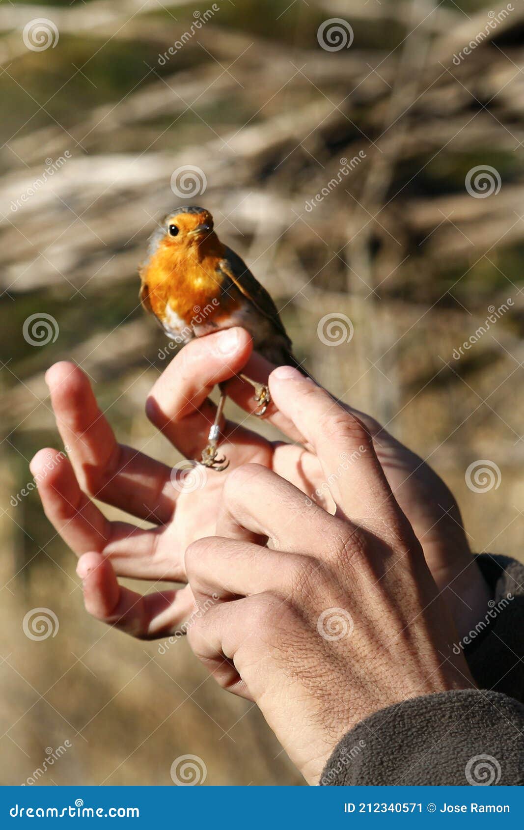 Field Ornithologist Showing in His Hand a Robin, Erithacus Rubecula ...