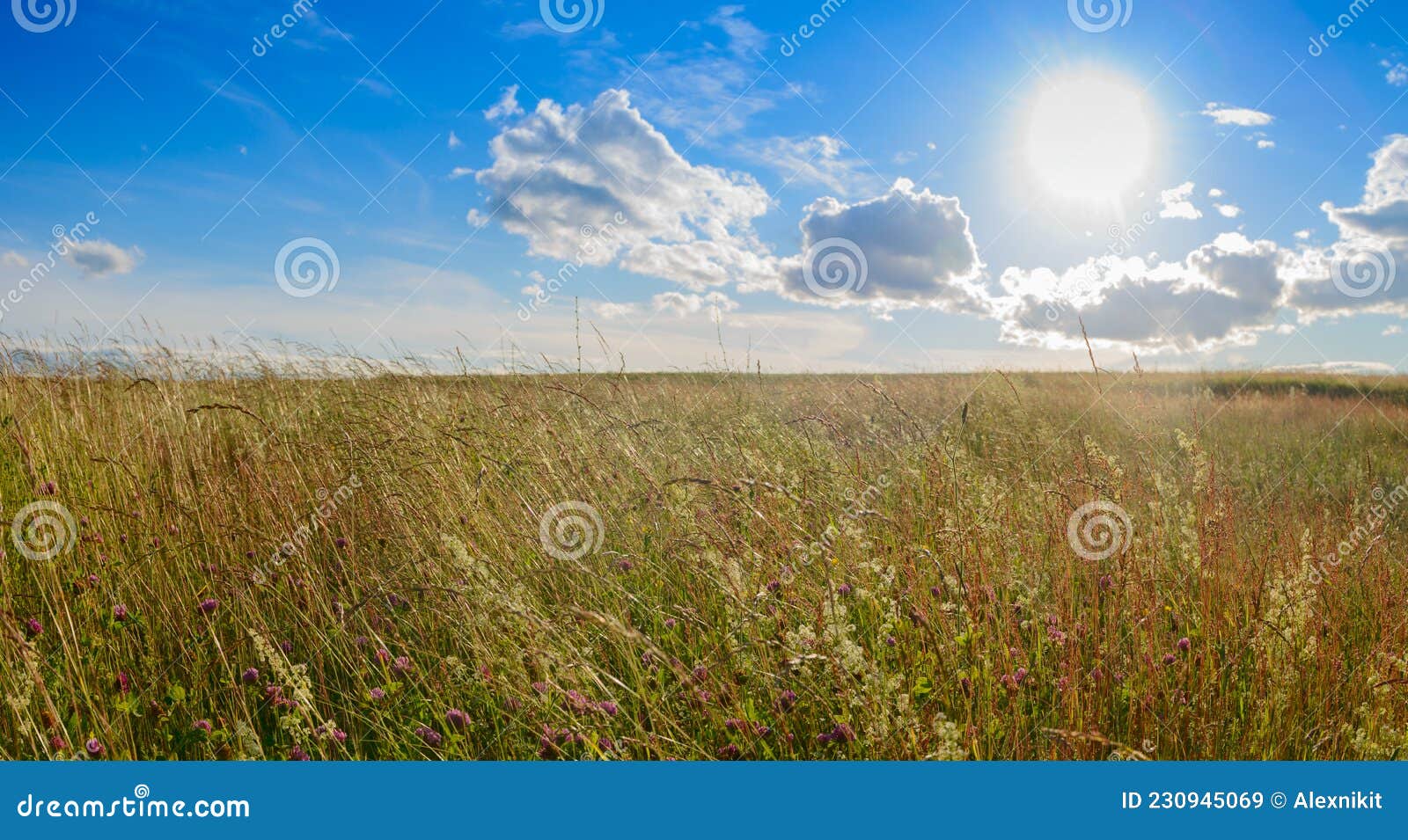 Field Overgrown with Grass in the Evening at Sunset Stock Image - Image ...