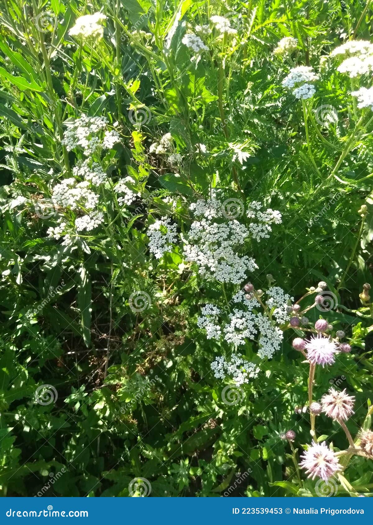 The Field is Overgrown with Grass and Flowers Stock Image - Image of ...