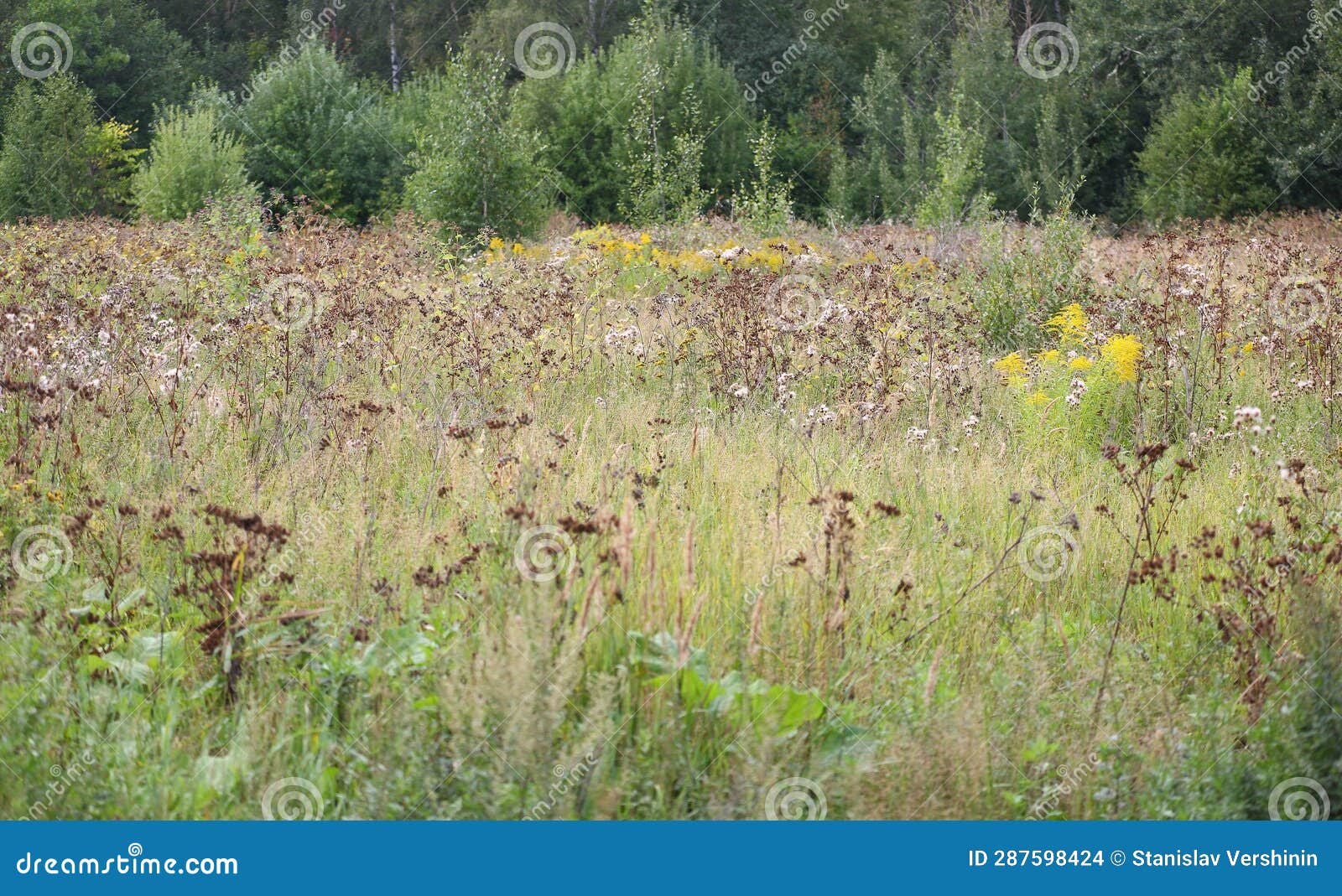 Field Overgrown with Grass and Plants Stock Photo - Image of wild ...