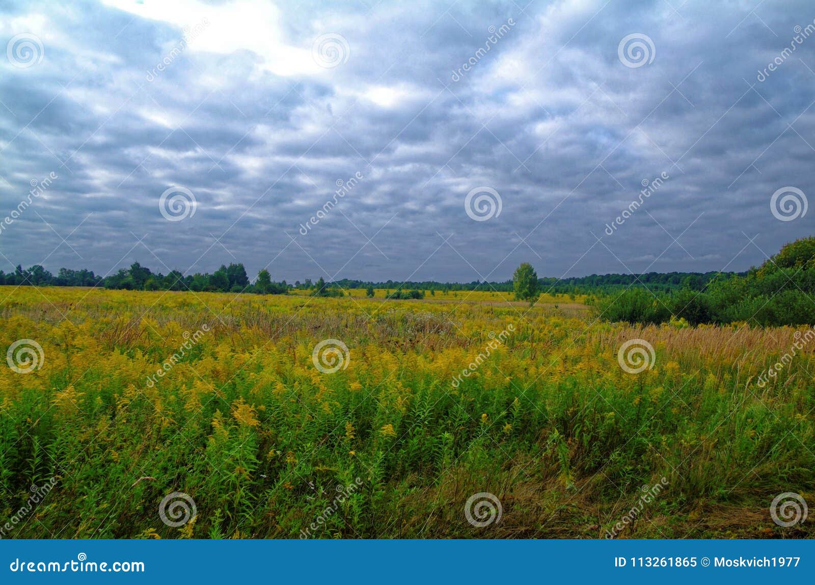 Field Overgrown with Yellow Wild Grass Stock Image - Image of plant ...