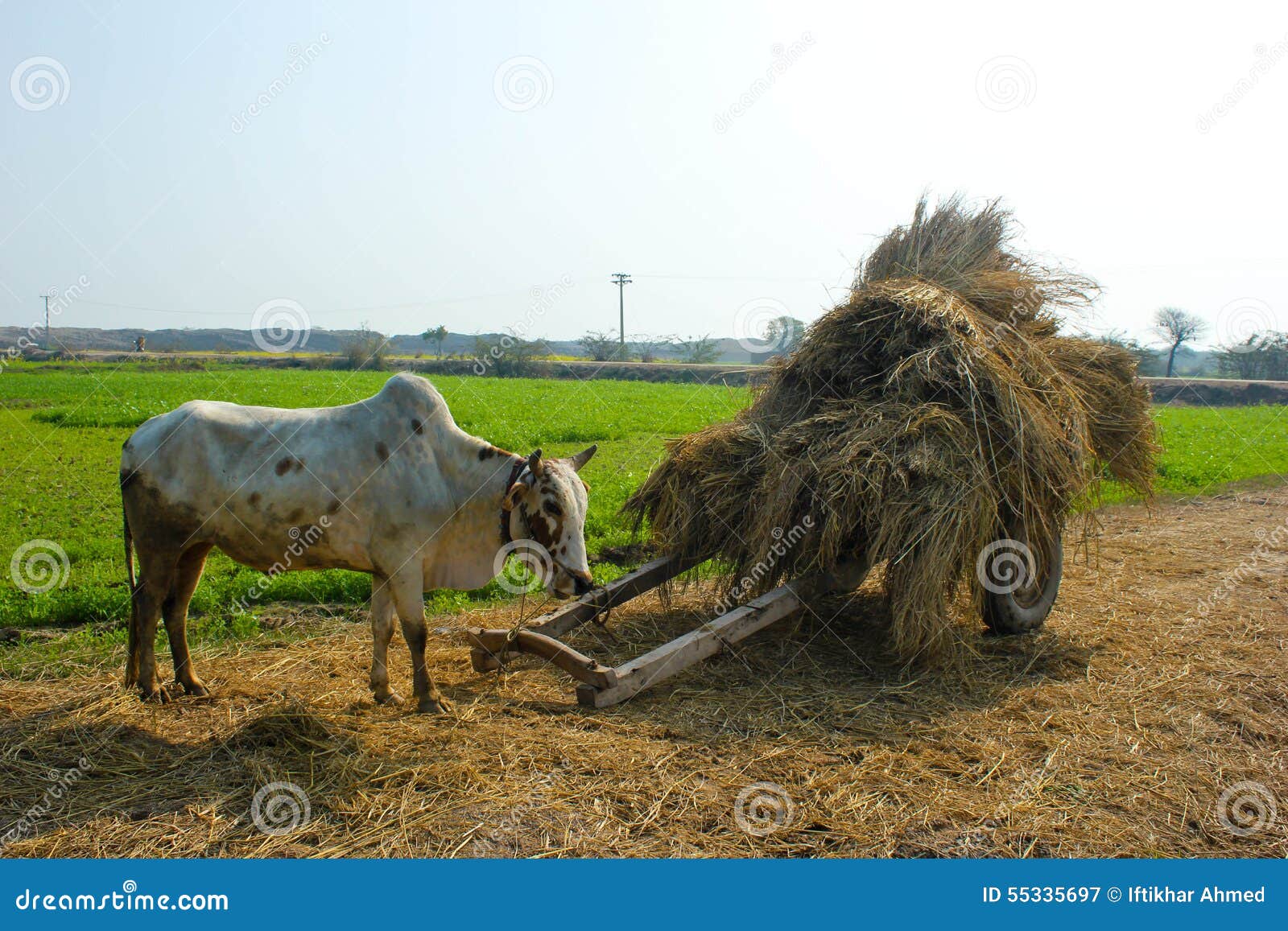 Field Ox stock image. Image of wood, grass, cargo, city - 55335697