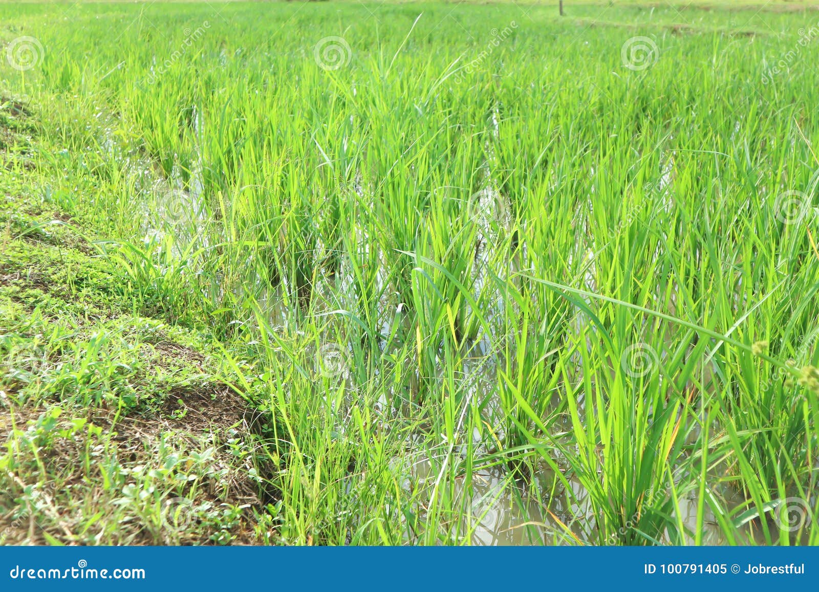 Paddy field or rice field stock image. Image of rice - 100791405