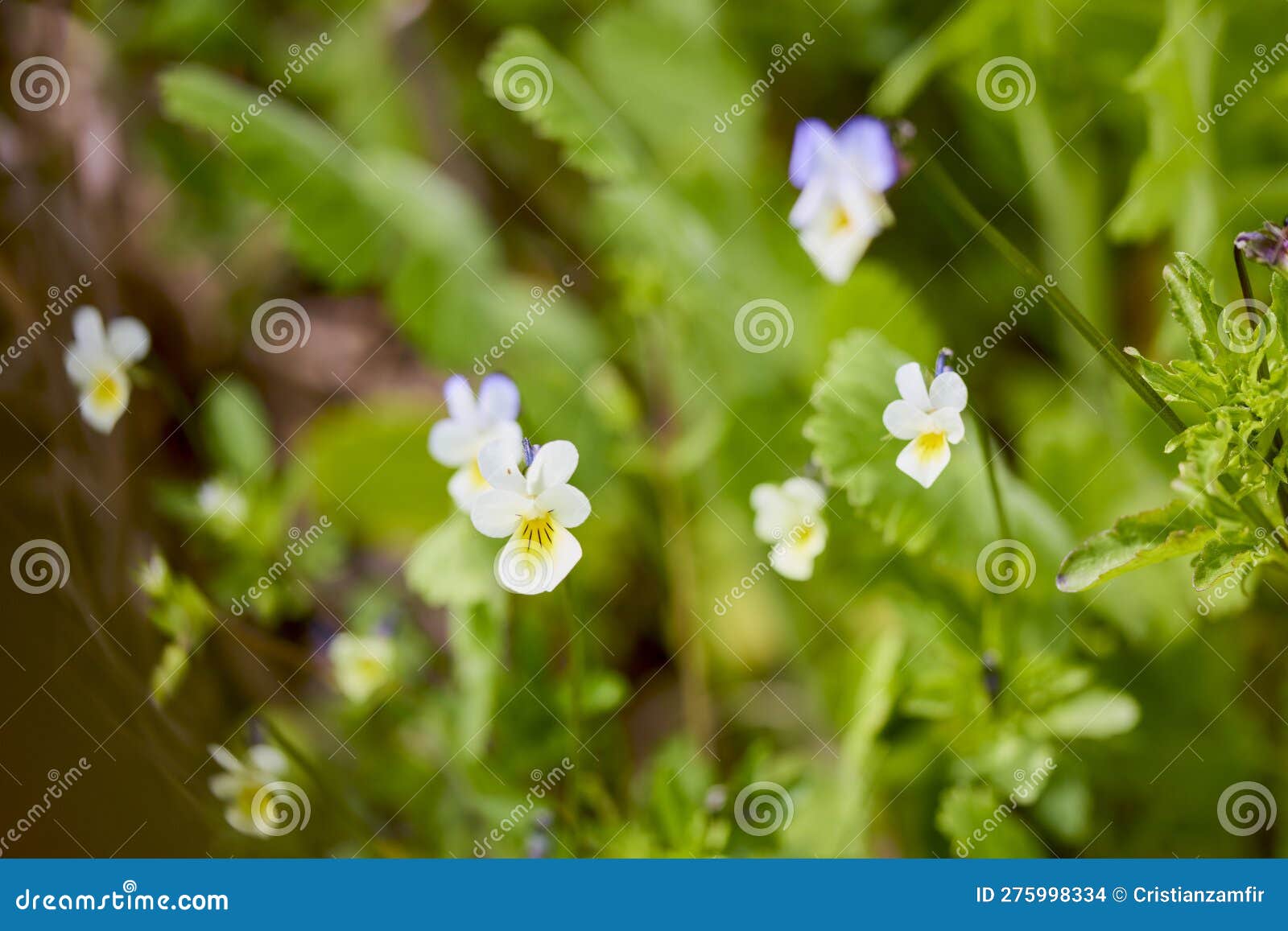 Field Pansy Also Called Viola Tricolor I Stock Photo - Image of pensee ...
