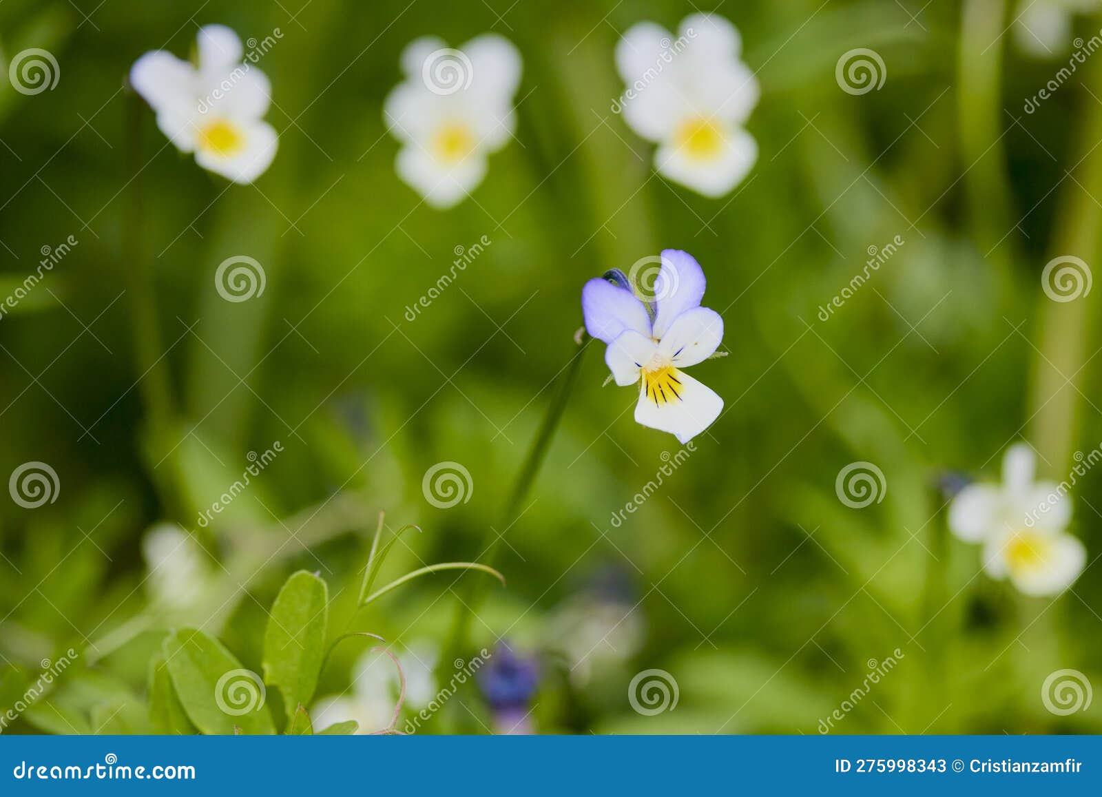 Field Pansy Also Called Viola Tricolor Stock Image - Image of tricolor ...