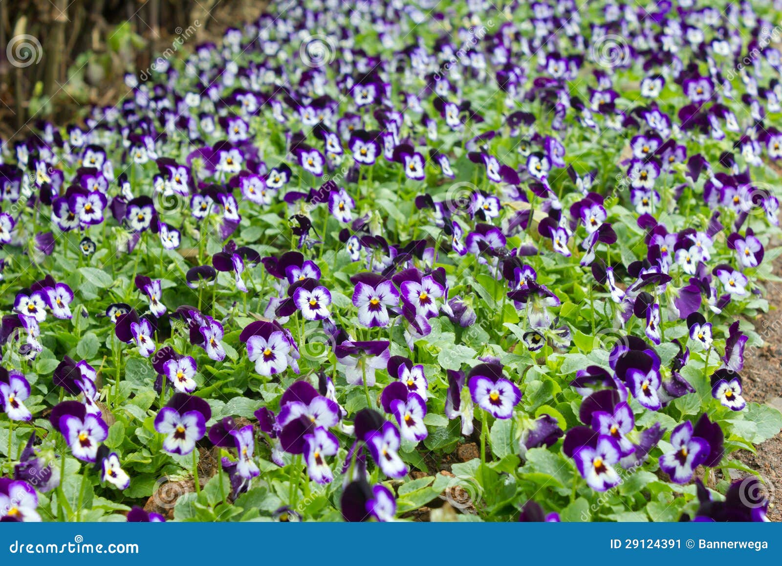 Field of pansy flowers stock image. Image of green, leaf - 29124391