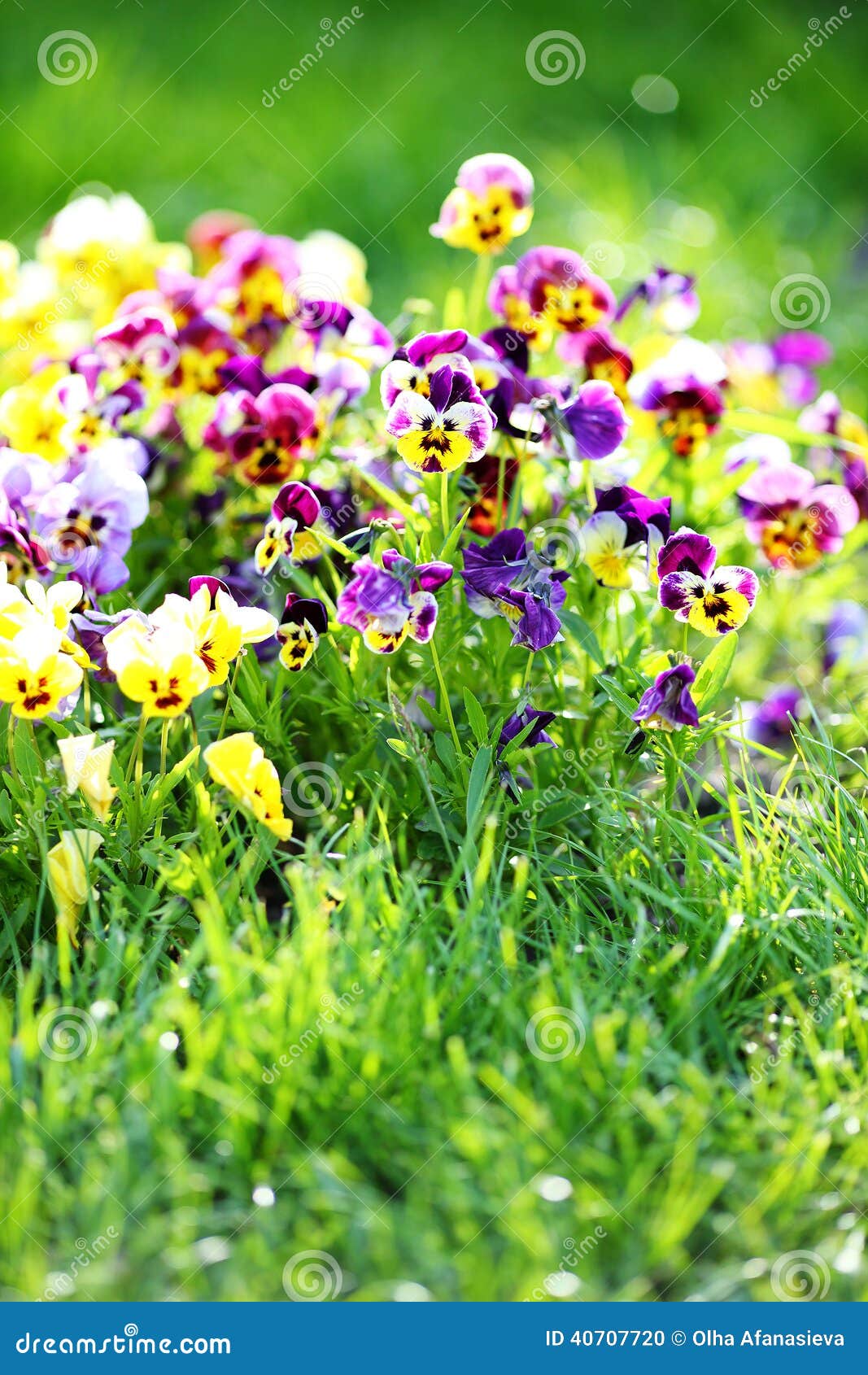 Field Pansy Mix Flowers in Spring Stock Photo - Image of colorful ...