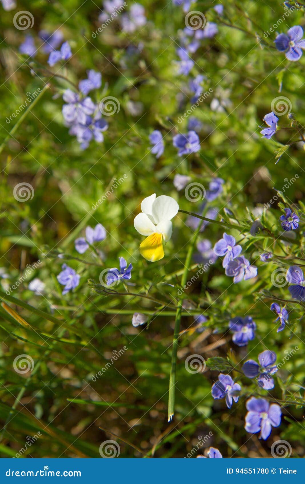 Field pansy stock photo. Image of macro, scene, natural - 94551780