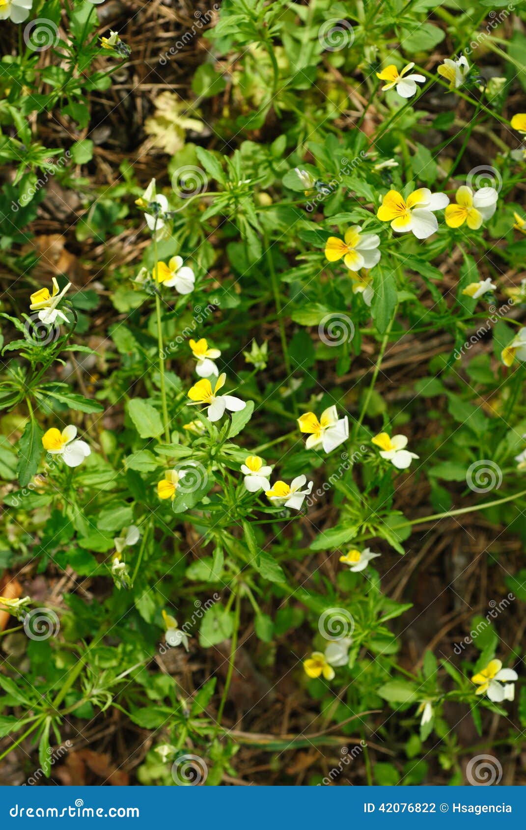 Field Pansy - Viola Arvensis Stock Photo - Image of wasteland, spring ...