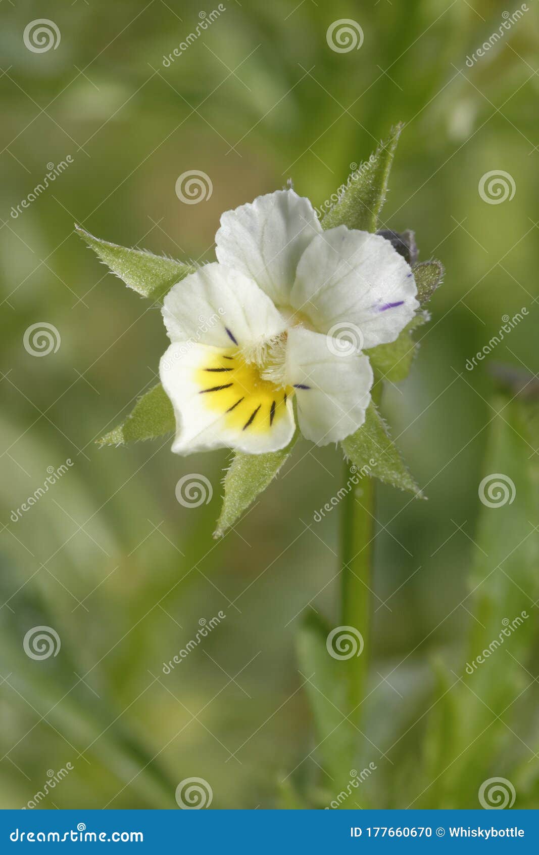 Field Pansy stock photo. Image of flora, violet, england - 177660670