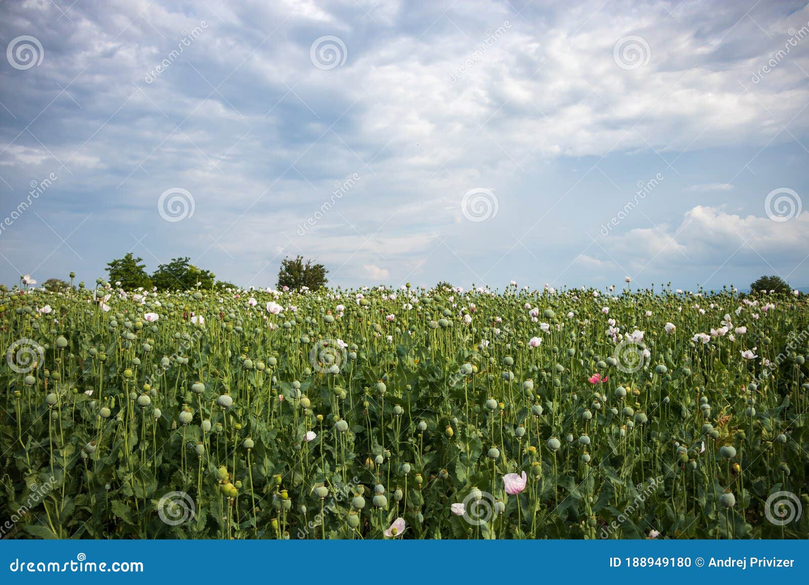 Field of Papaver Somniferum during Cloudy Weather Stock Photo - Image ...