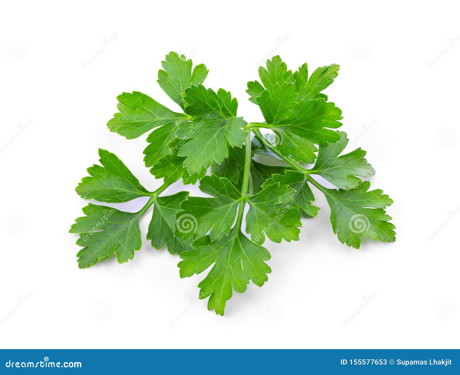 Field stock image. Image of depth, bunch, healthy, health - 155577653