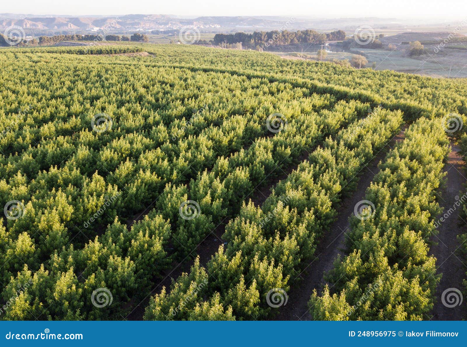 Field with peach trees stock image. Image of agribusiness - 248956975